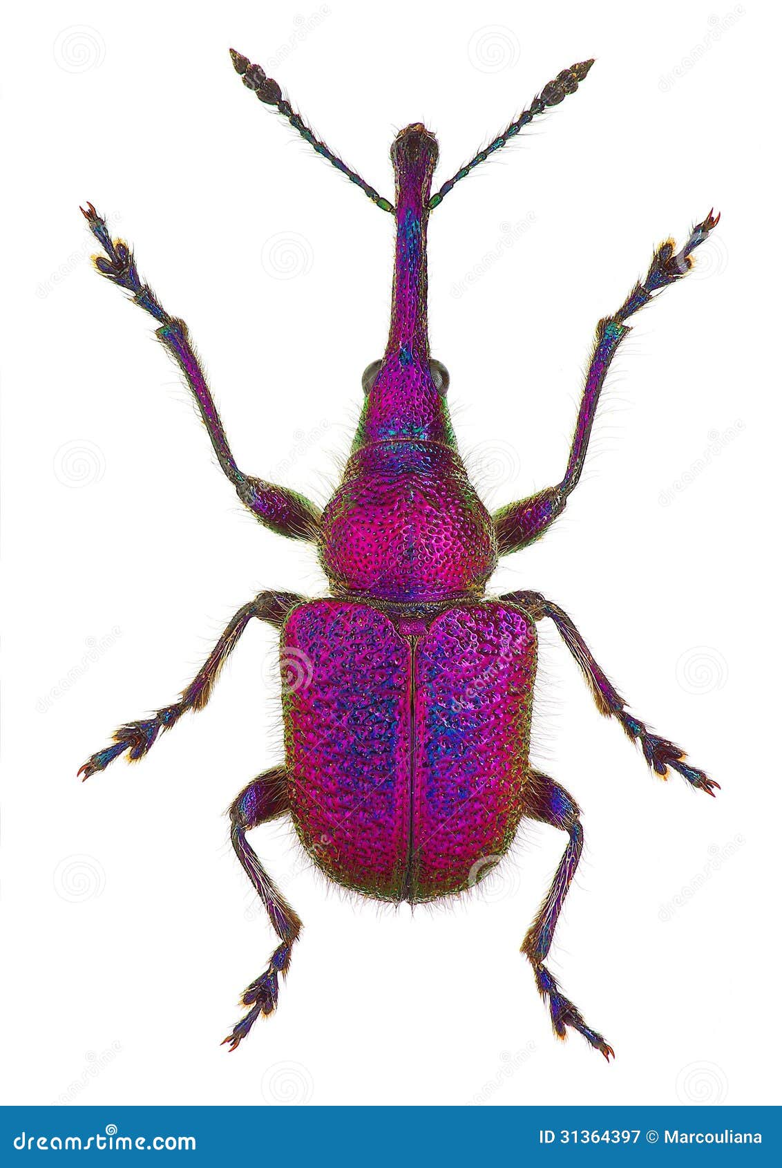 Red Weevil Stock Photography | CartoonDealer.com #13225322