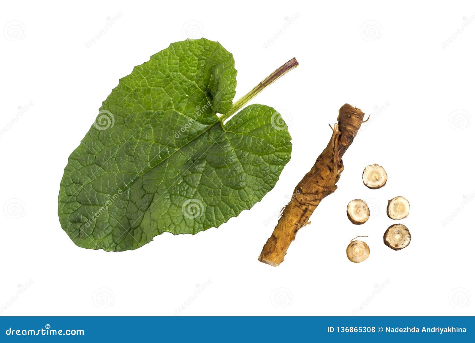 Leaf, Root and Pieces of Burdock Root Arctium Lappa Isolated on White ...