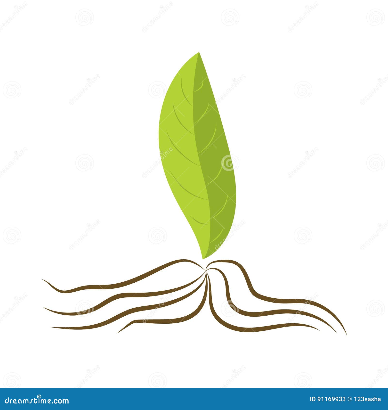 Leaf with Roots, Organic Food Illustration Stock Vector - Illustration ...