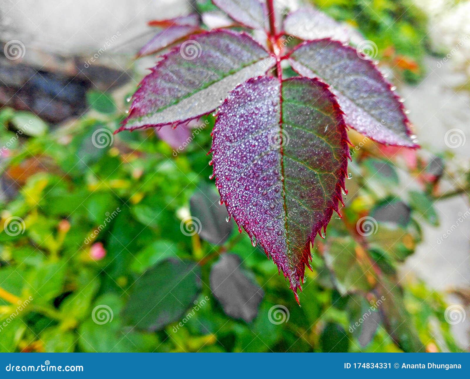 Leaf of rose stock image. Image of focus, closeup, morning - 174834331