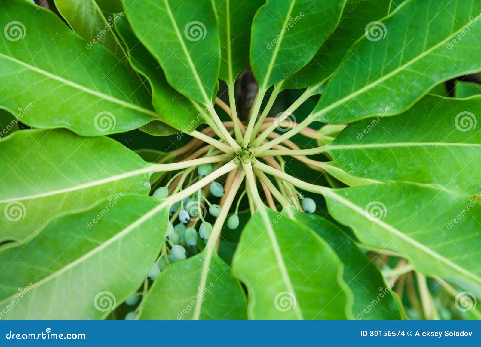 Leaf rosette stock photo. Image of rosette, closeup, leaf - 89156574
