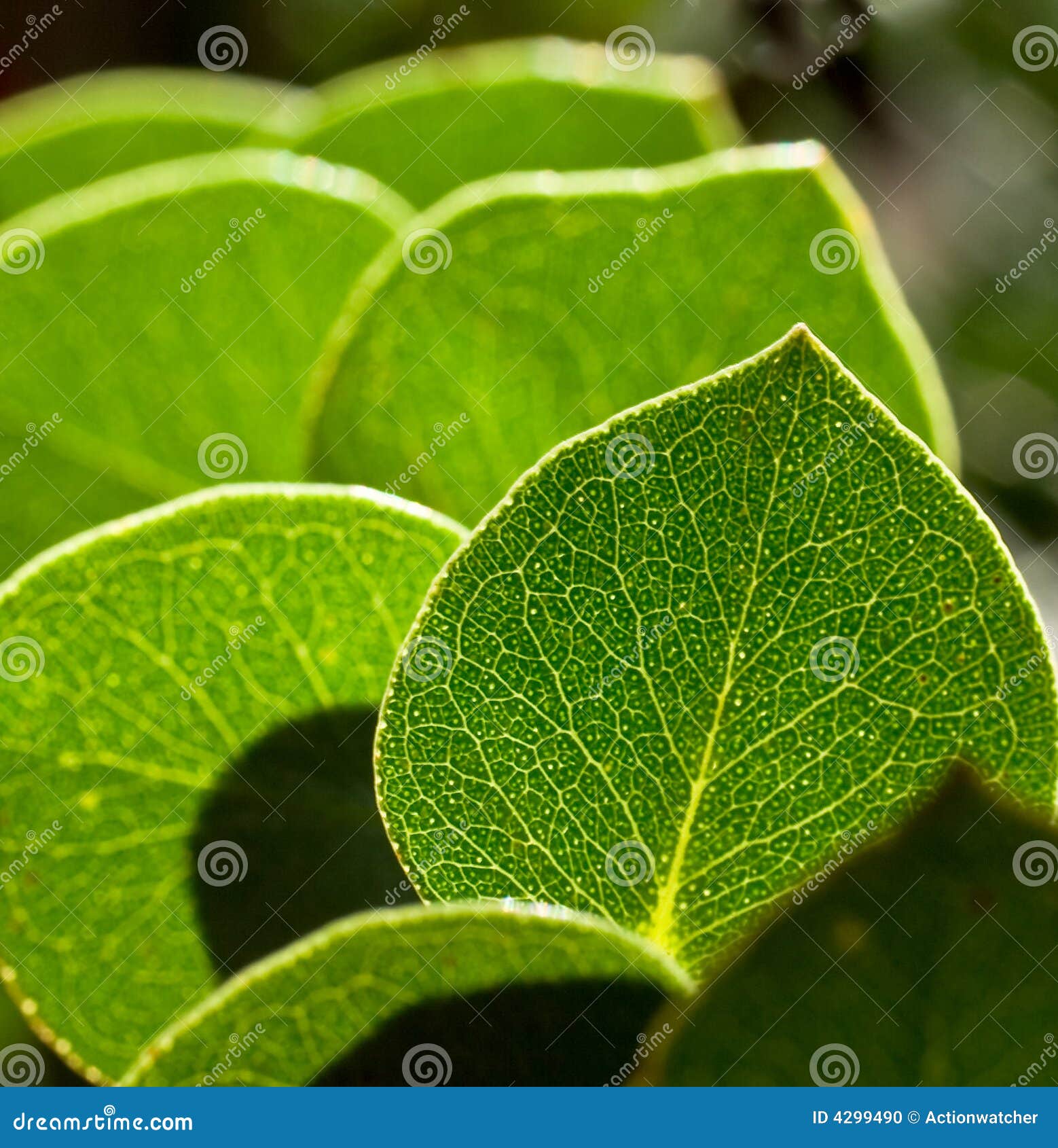 Leaf row stock photo. Image of clean, backlit, leaf, texture - 4299490