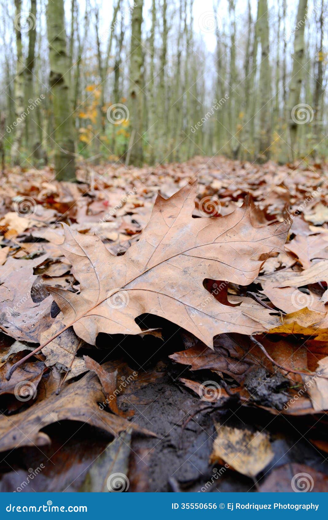Leaf with Row of Silver Ash Trees in Background Stock Photo - Image of ...
