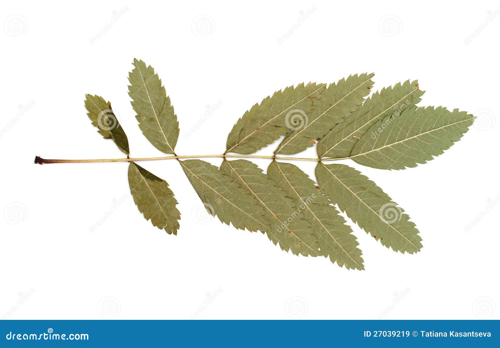 Leaf Of Rowan Tree Stock Image Image Of Color Bright 27039219