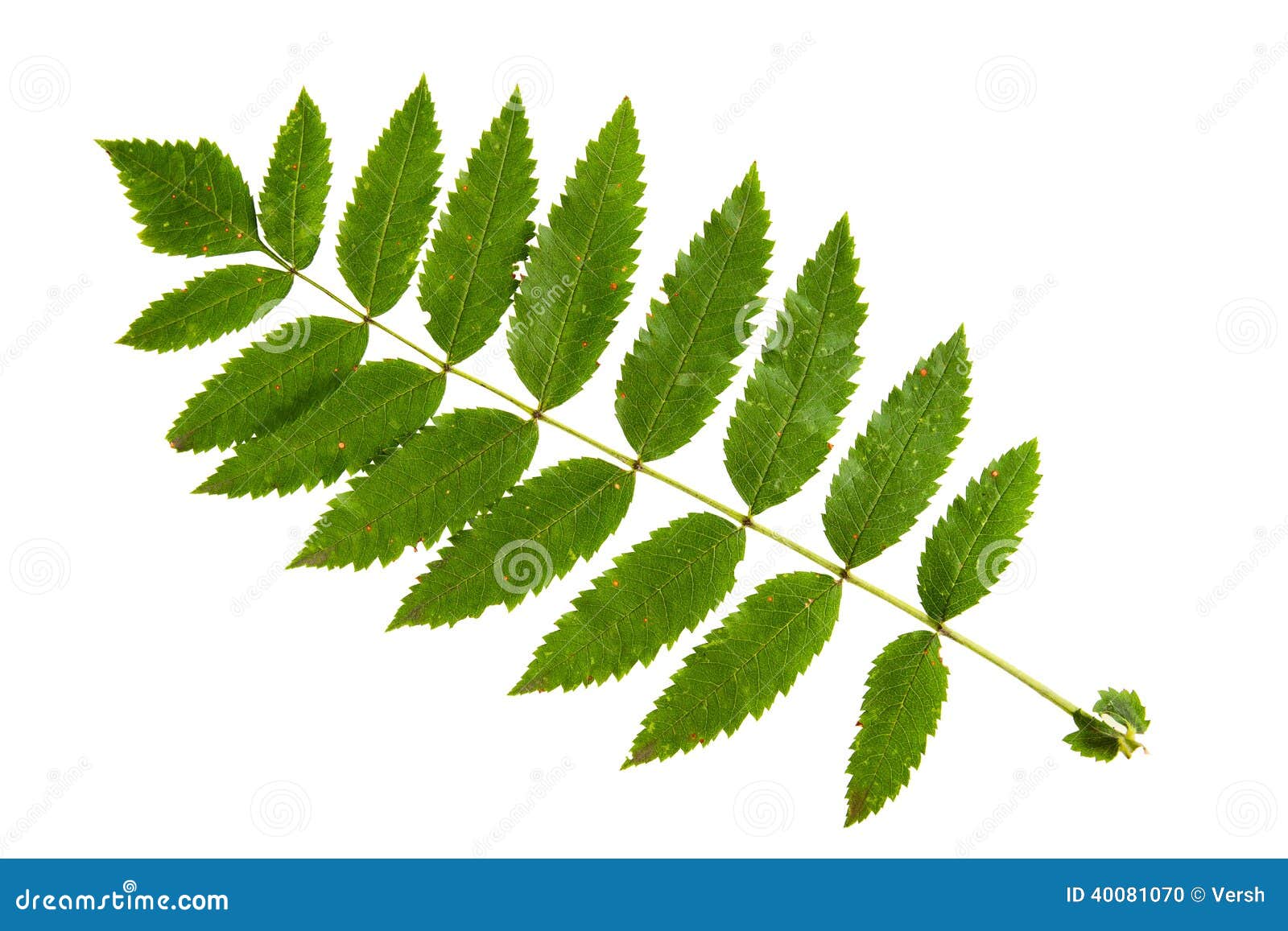 Leaf of Rowan Tree Isolated on White Stock Photo - Image of closeup ...