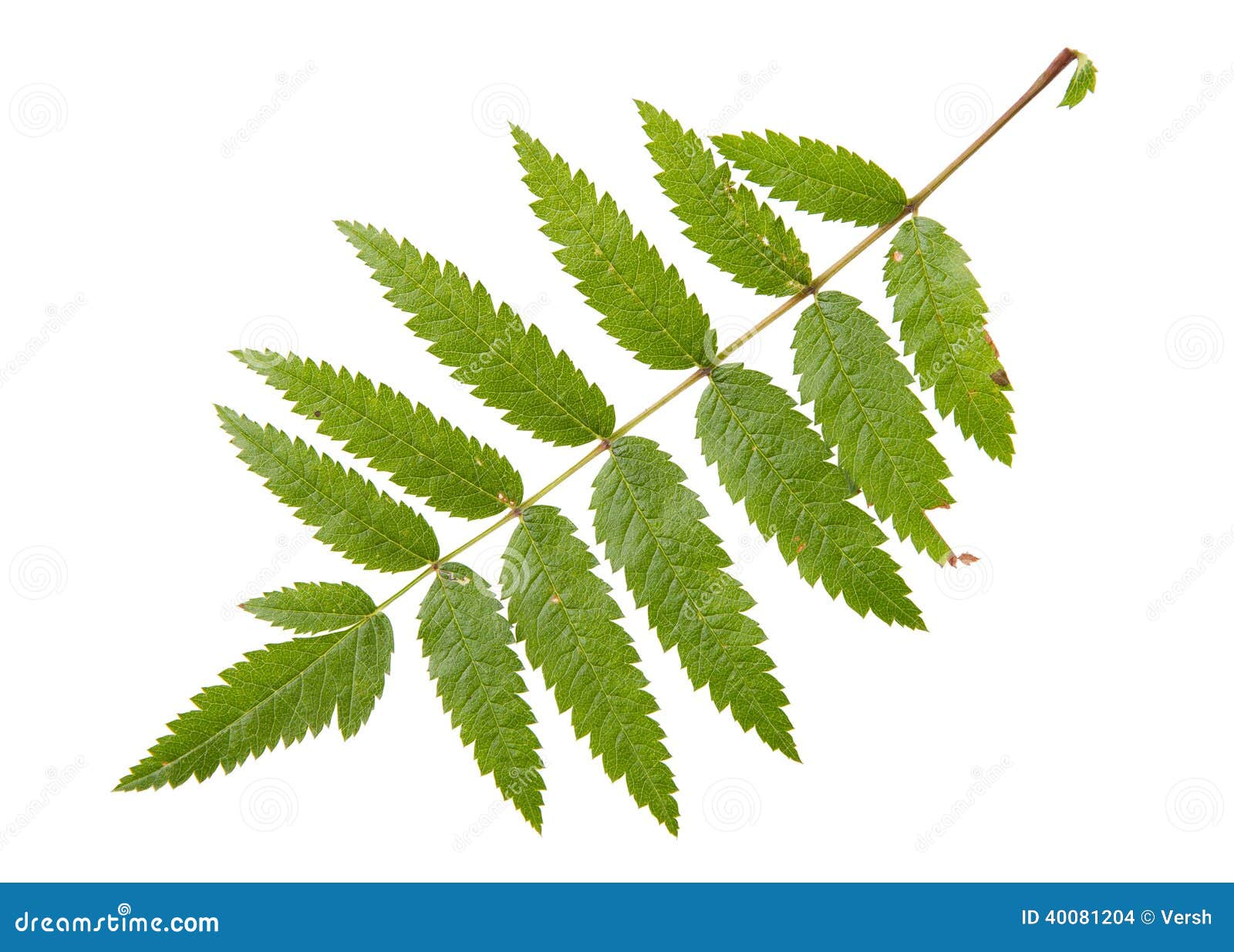 Leaf of Rowan Tree Isolated on White Stock Photo - Image of branch ...
