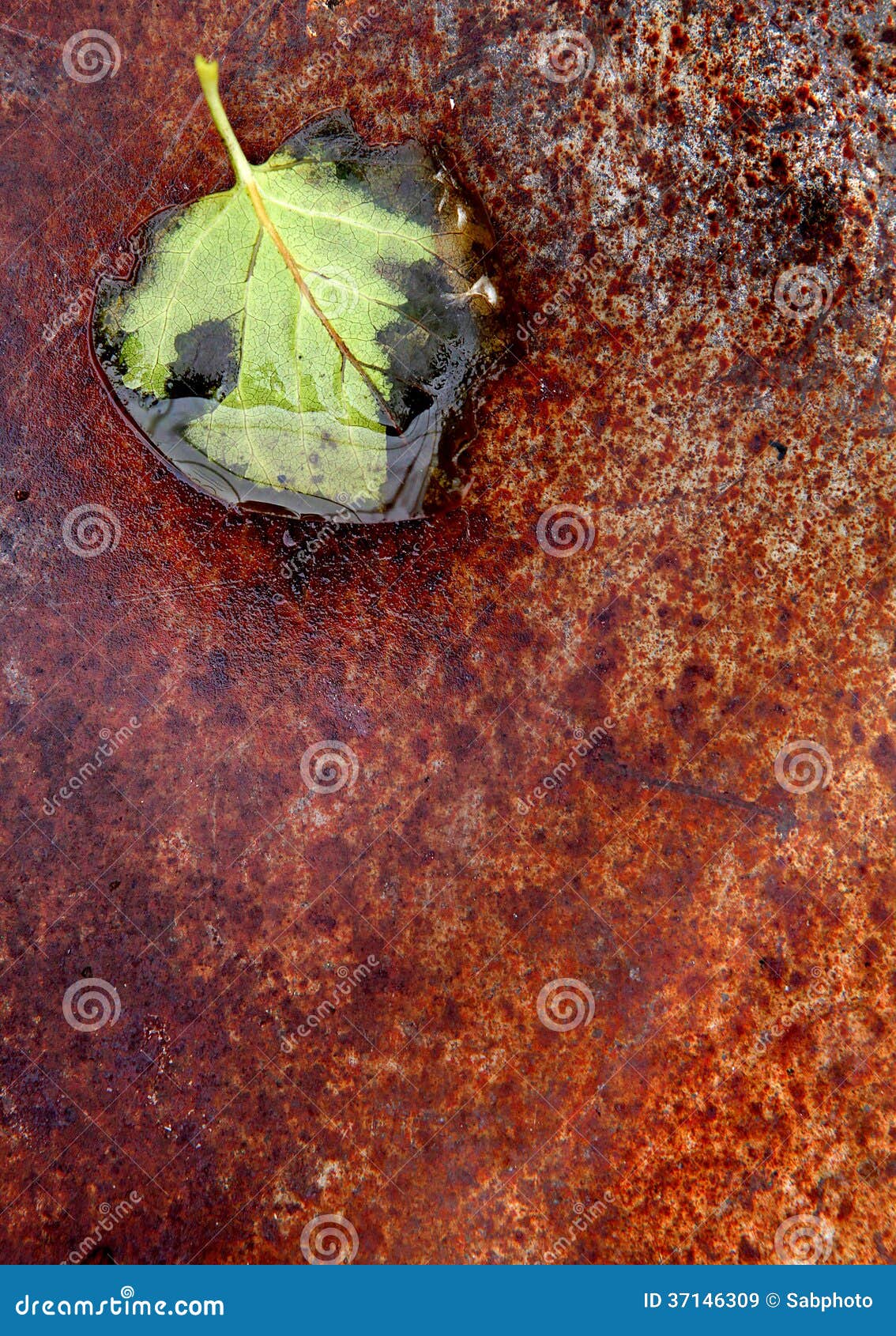 Leaf on Rust background stock image. Image of environmental - 37146309
