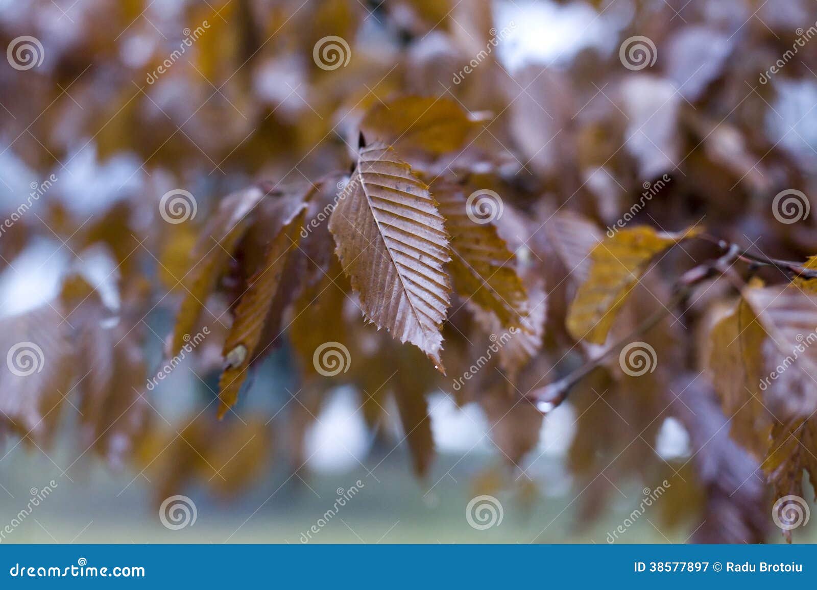 Leaf rust stock image. Image of background, nature, forest - 38577897