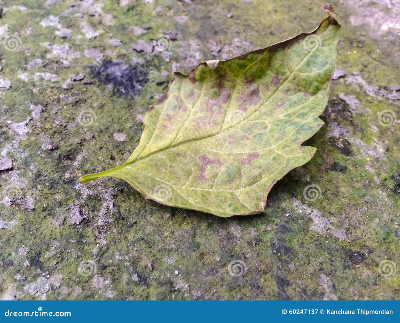 Leaf rust on steel. stock image. Image of grunge, closeup - 60247137