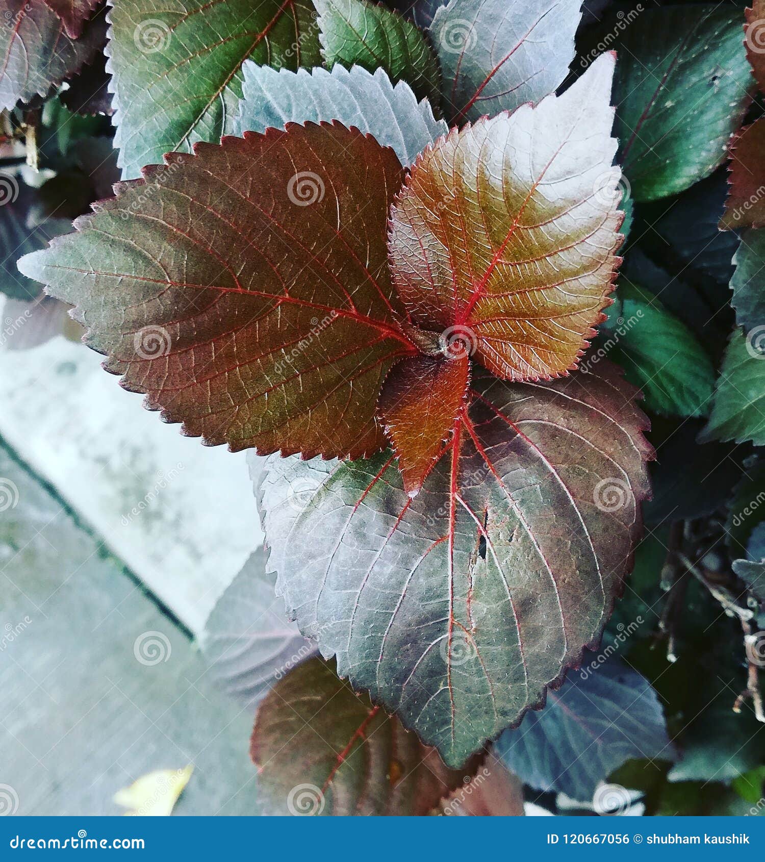 Leaf& x27;s stock photo. Image of shape, leafs, green - 120667056