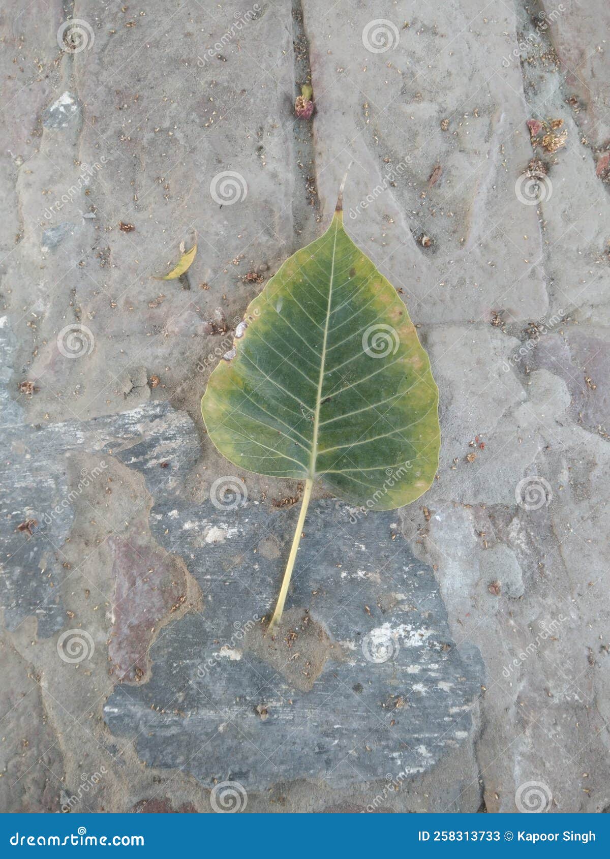 Leaf of Sacred Fig Fall on the Bricks and Concrete Floor Stock Image ...