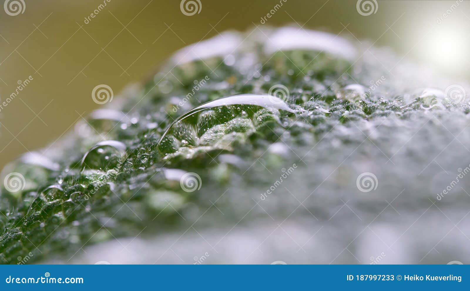 Leaf of a Sage after a Rain Stock Image - Image of herbs, herb: 187997233