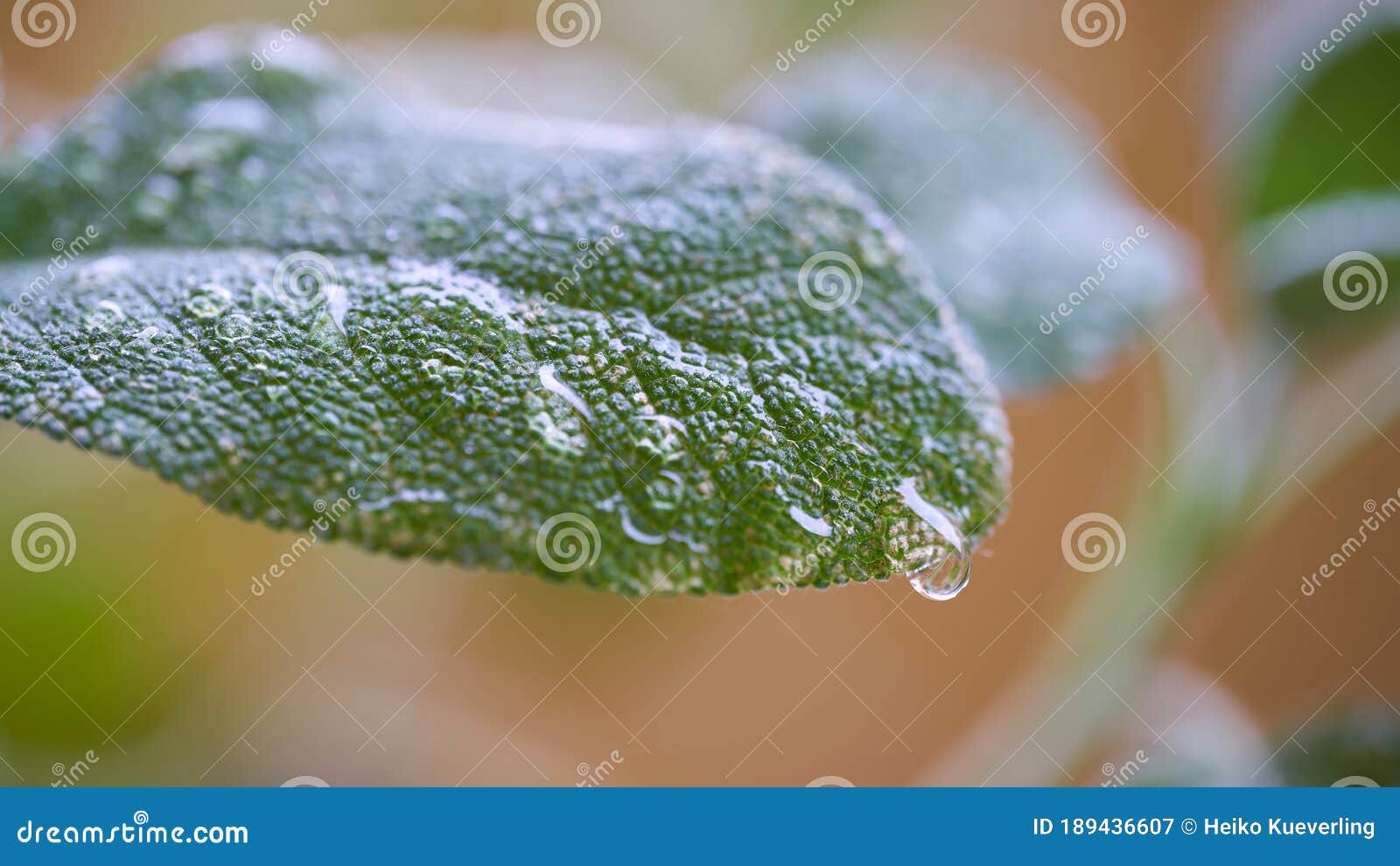 Leaf of a Sage after a Rain Stock Image - Image of food, macro: 189436607