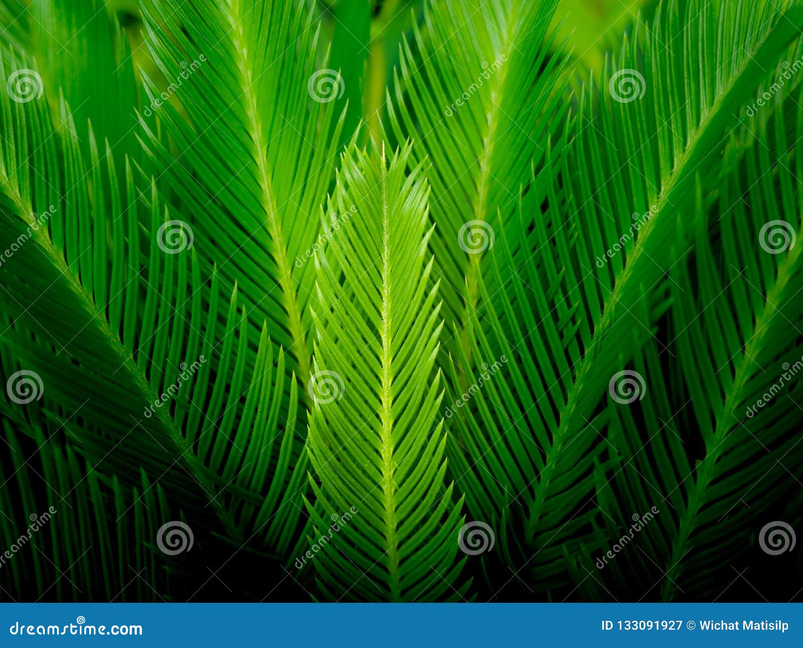 The Leaf of Sago Palm stock image. Image of bush, dactylifera - 133091927