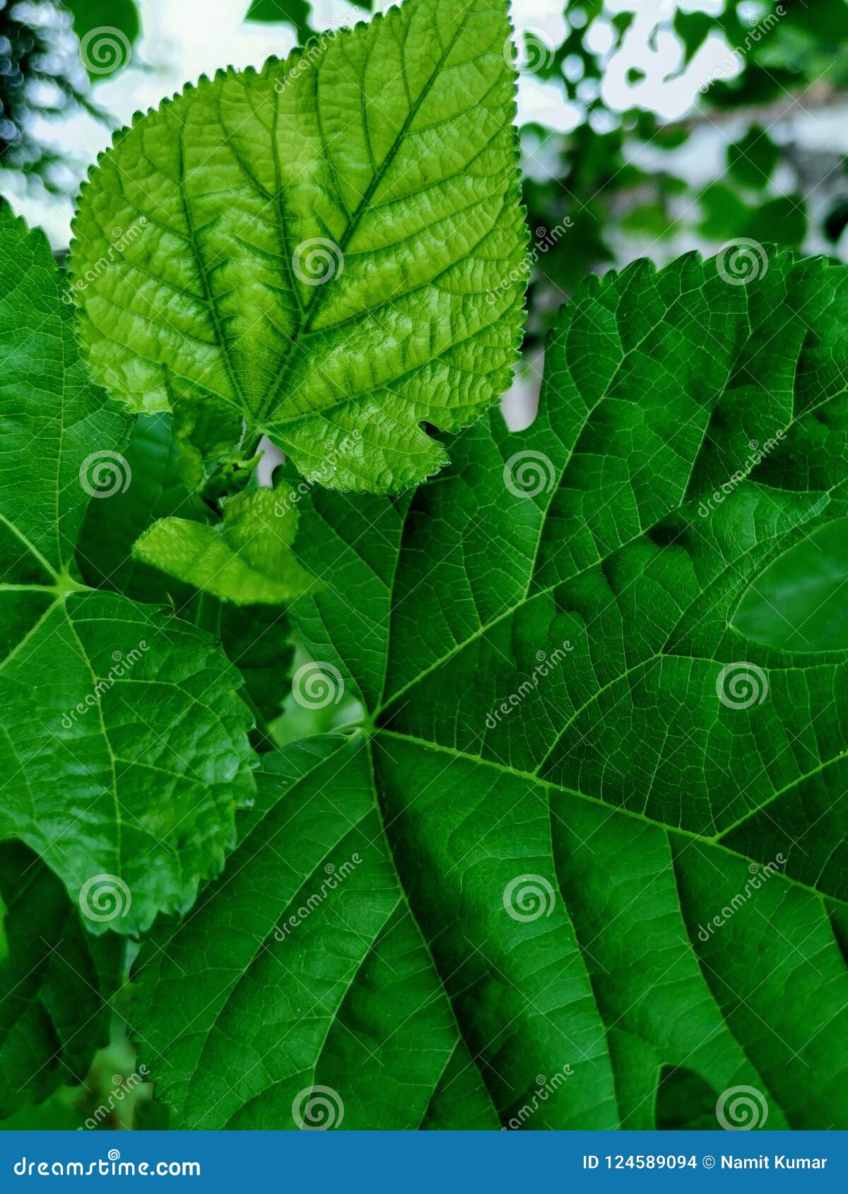 Leaf of Sahtut stock photo. Image of sahtut, small, flower - 124589094