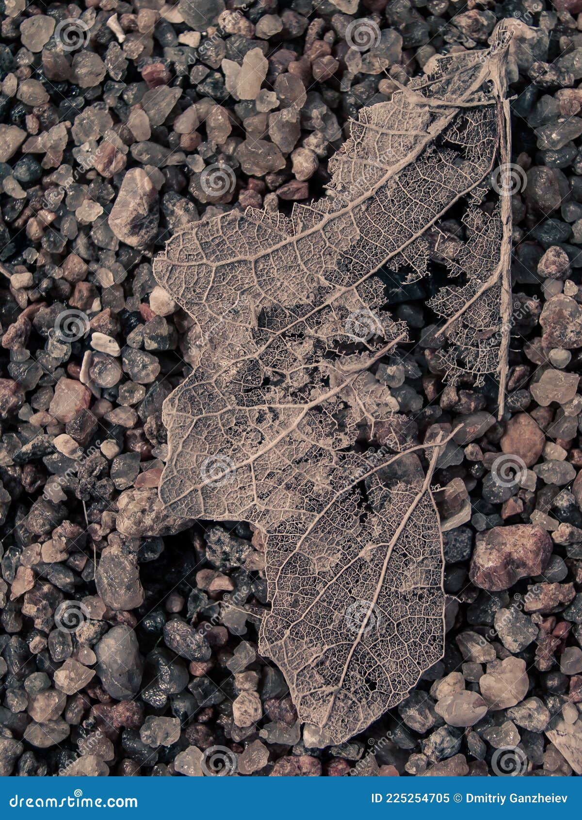 A leaf in the sand stock image. Image of sand, fallen - 225254705