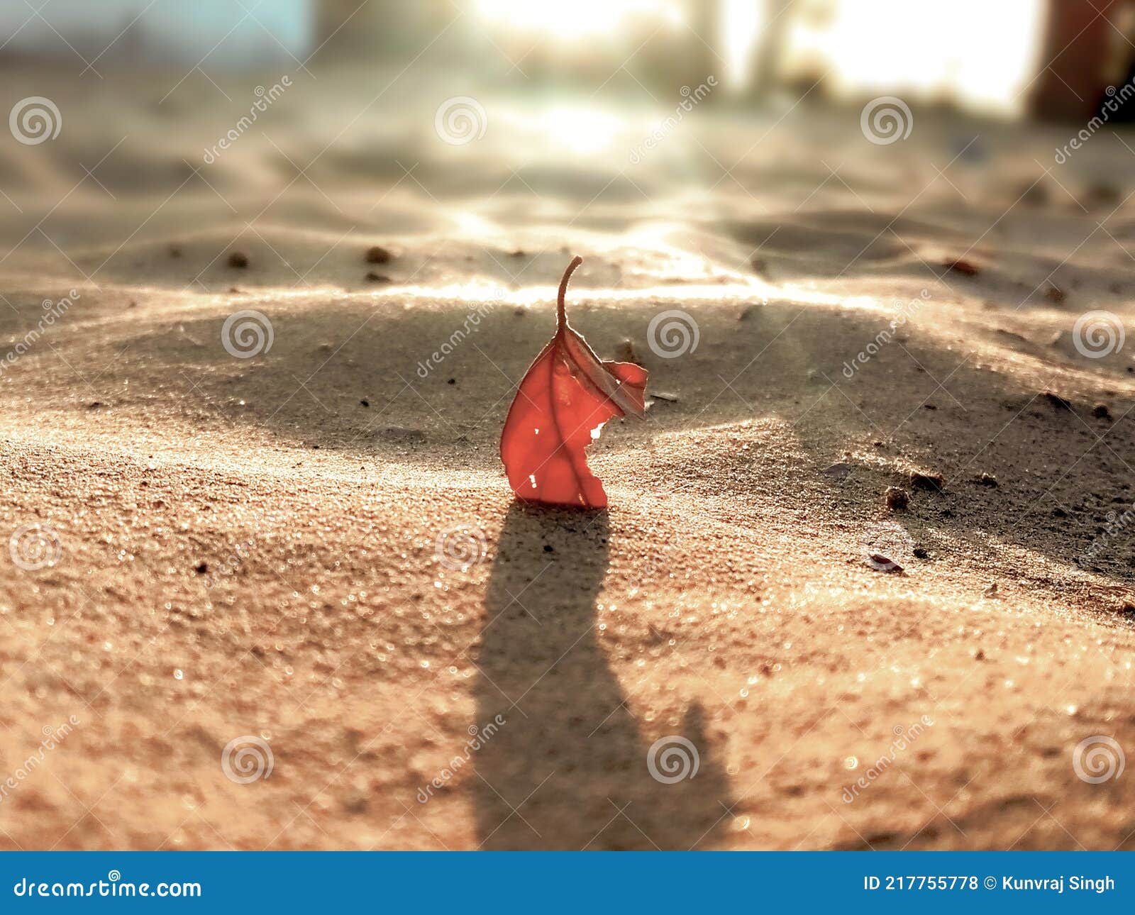 The Leaf in the sand stock photo. Image of sand, leaves - 217755778