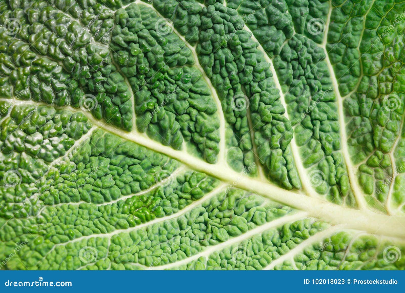 Savoy Cabbage Leaf Texture Macro Background Stock Image - Image of ...