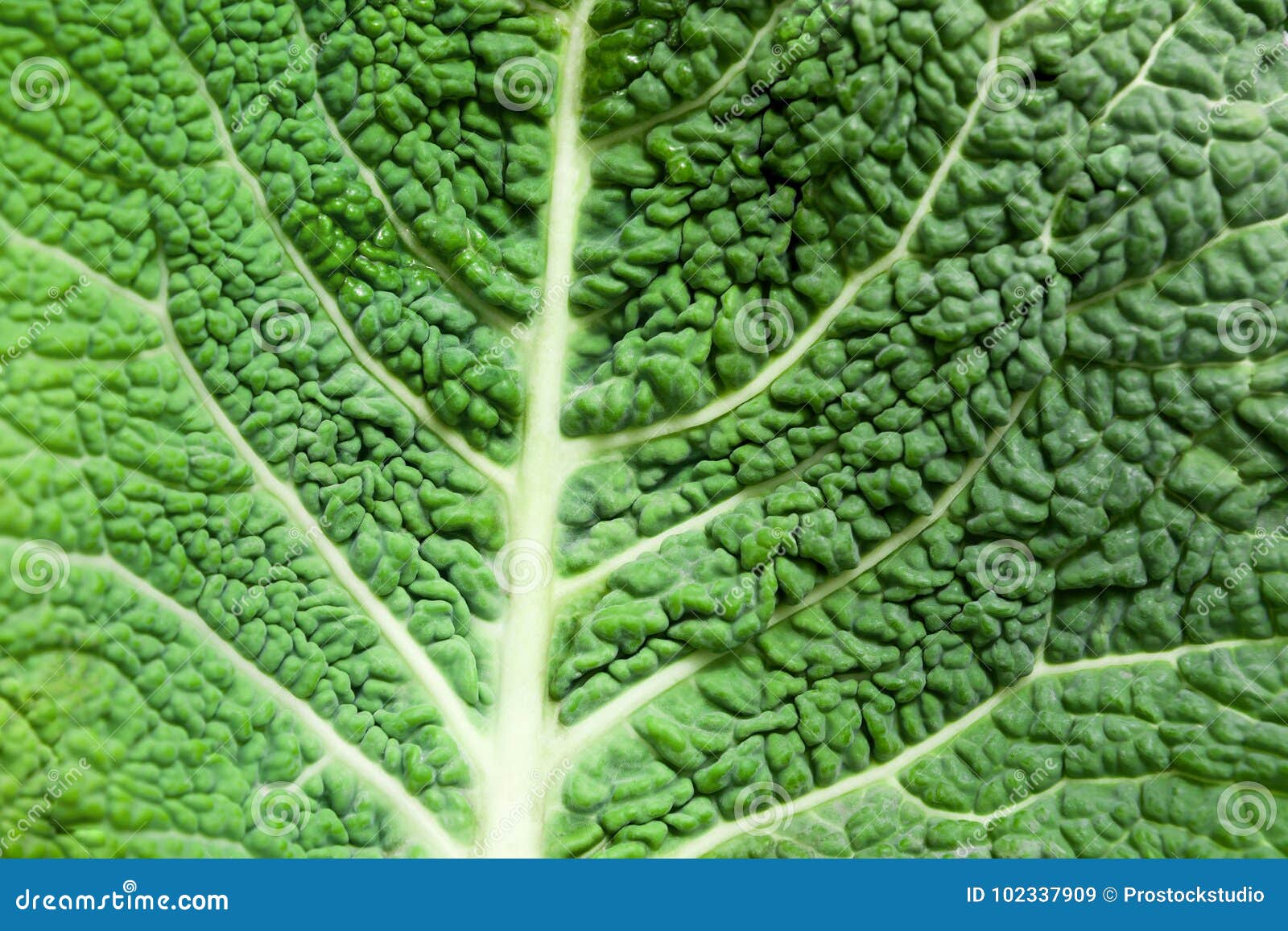 Savoy Cabbage Leaf Texture Macro Background Stock Image - Image of ...