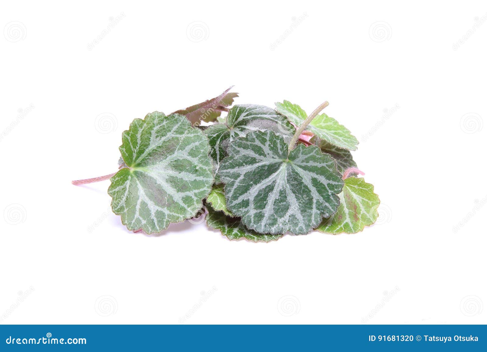 Leaf of Saxifrage stock photo. Image of geranium, white - 91681320