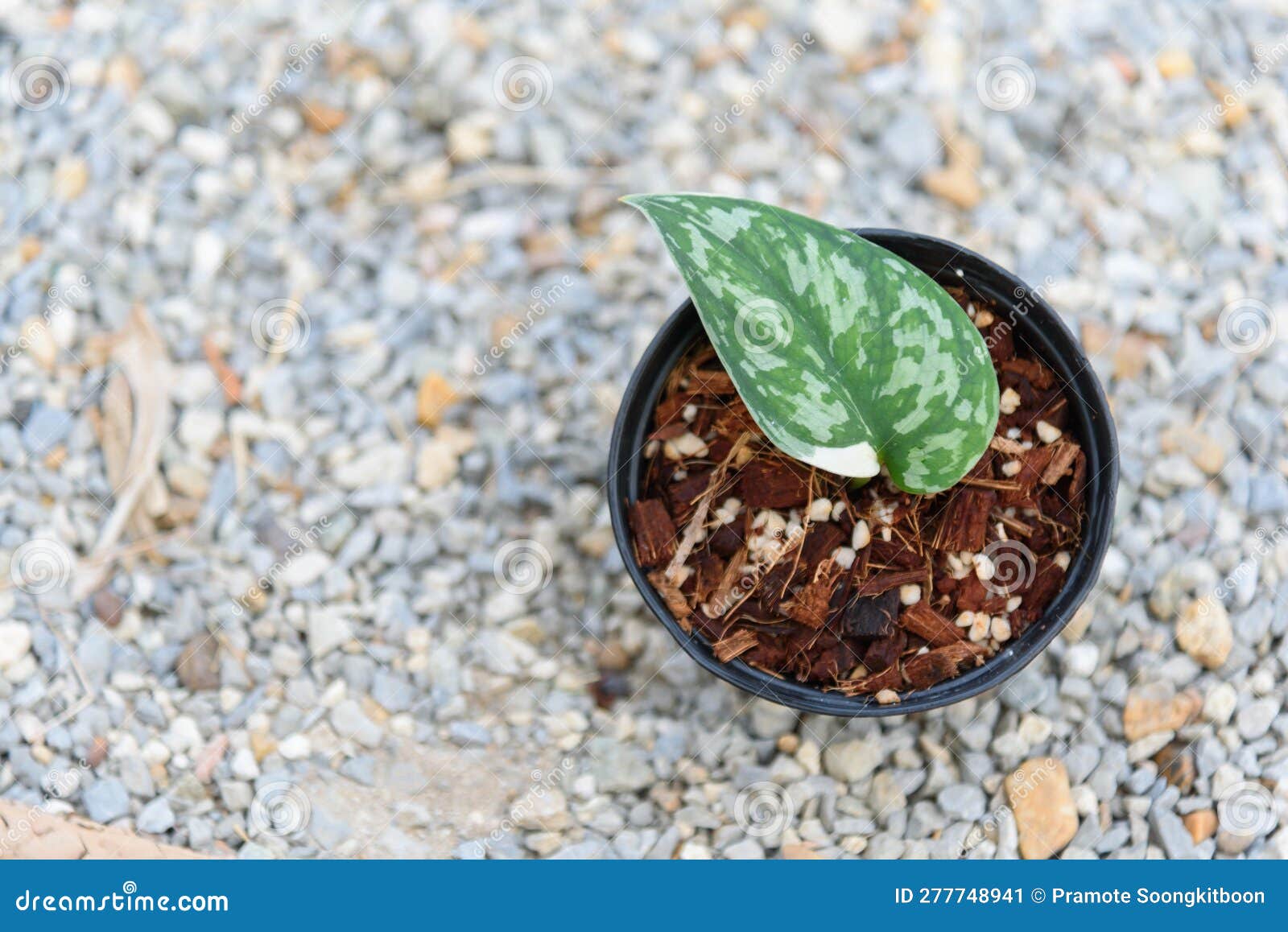 Leaf of Scindapsus Mayari in the Pot Stock Image - Image of flower ...