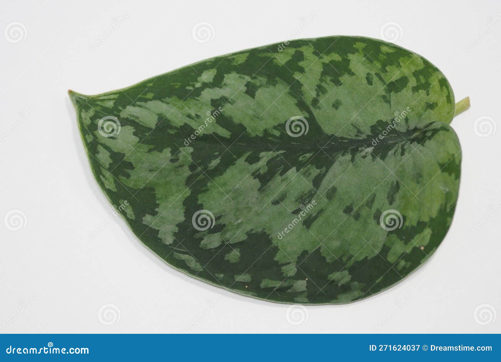 Leaf of Scindapsus Pitus Silver Lady Stock Image - Image of scinda ...