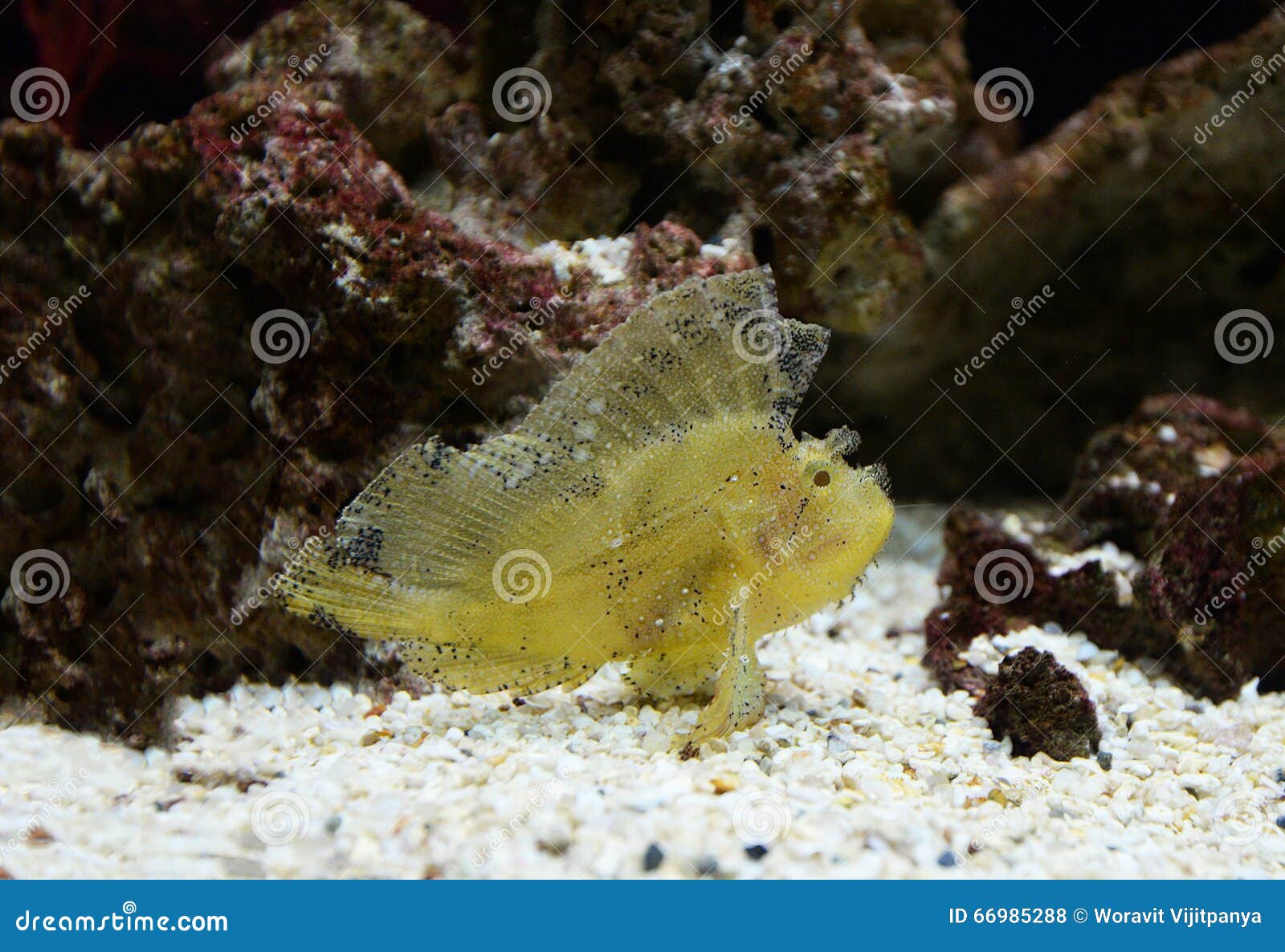 Leaf scorpion fish stock photo. Image of dissemble, fish - 66985288