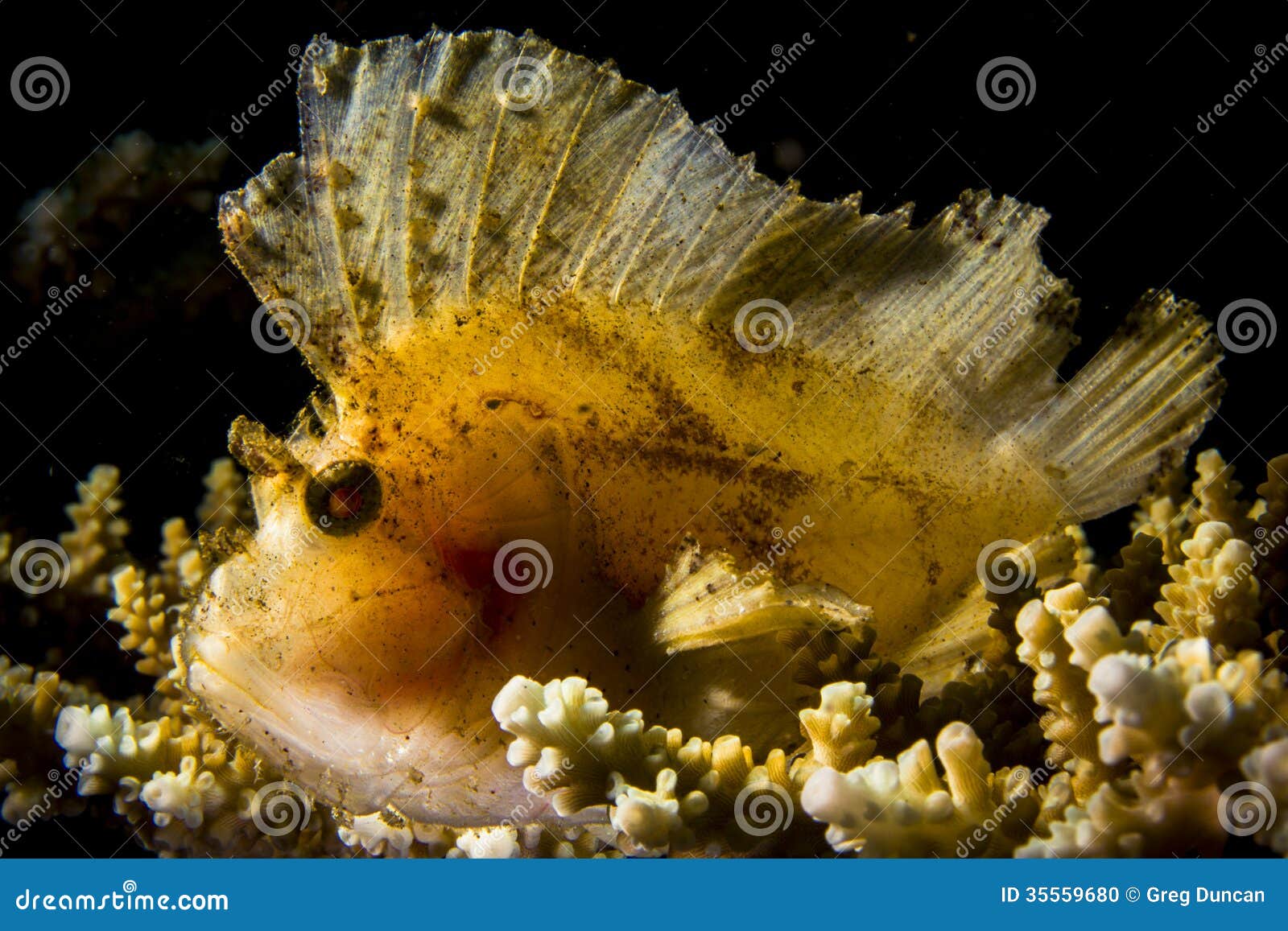 Leaf Scorpion Fish stock photo. Image of scubadiving - 35559680