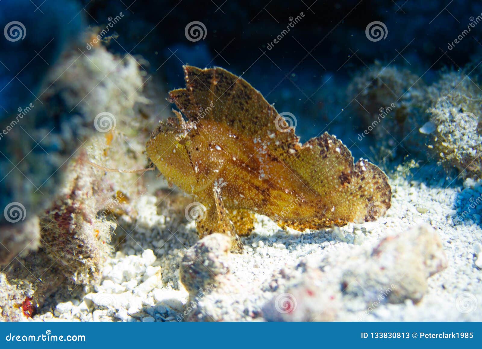 Leaf Scorpionfish on Coral Reef Stock Image - Image of scorpionfish ...