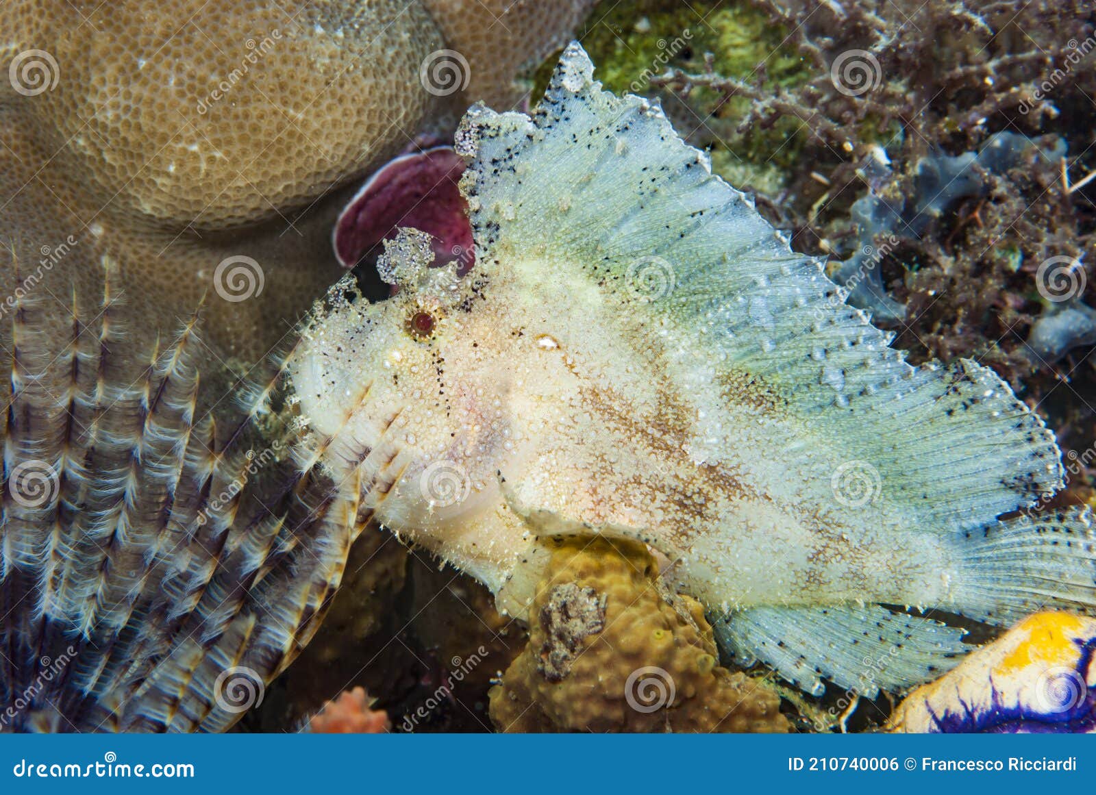 Leaf Scorpionfish Taenianotus Triacanthus Stock Photo - Image of bony ...