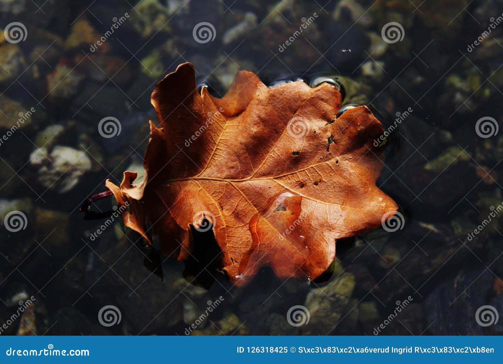 Leaf in the sea stock image. Image of black, flower - 126318425