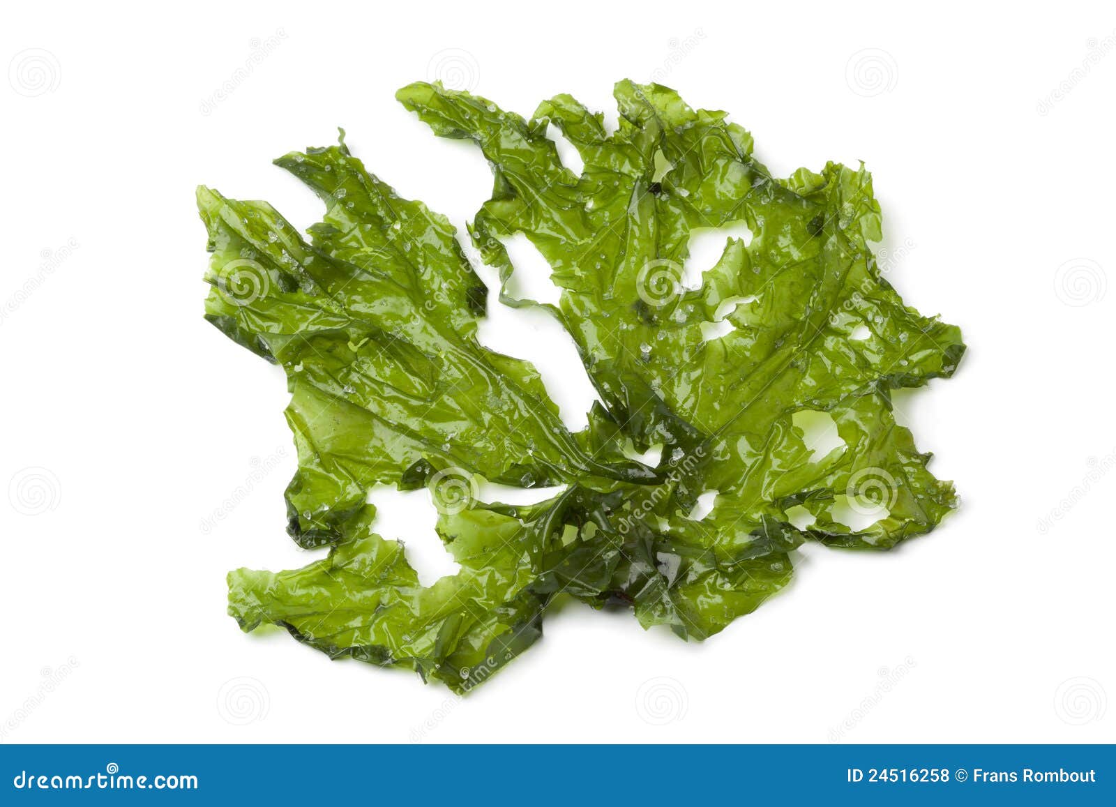 Leaf of Sea lettuce stock photo. Image of healthy, salad - 24516258