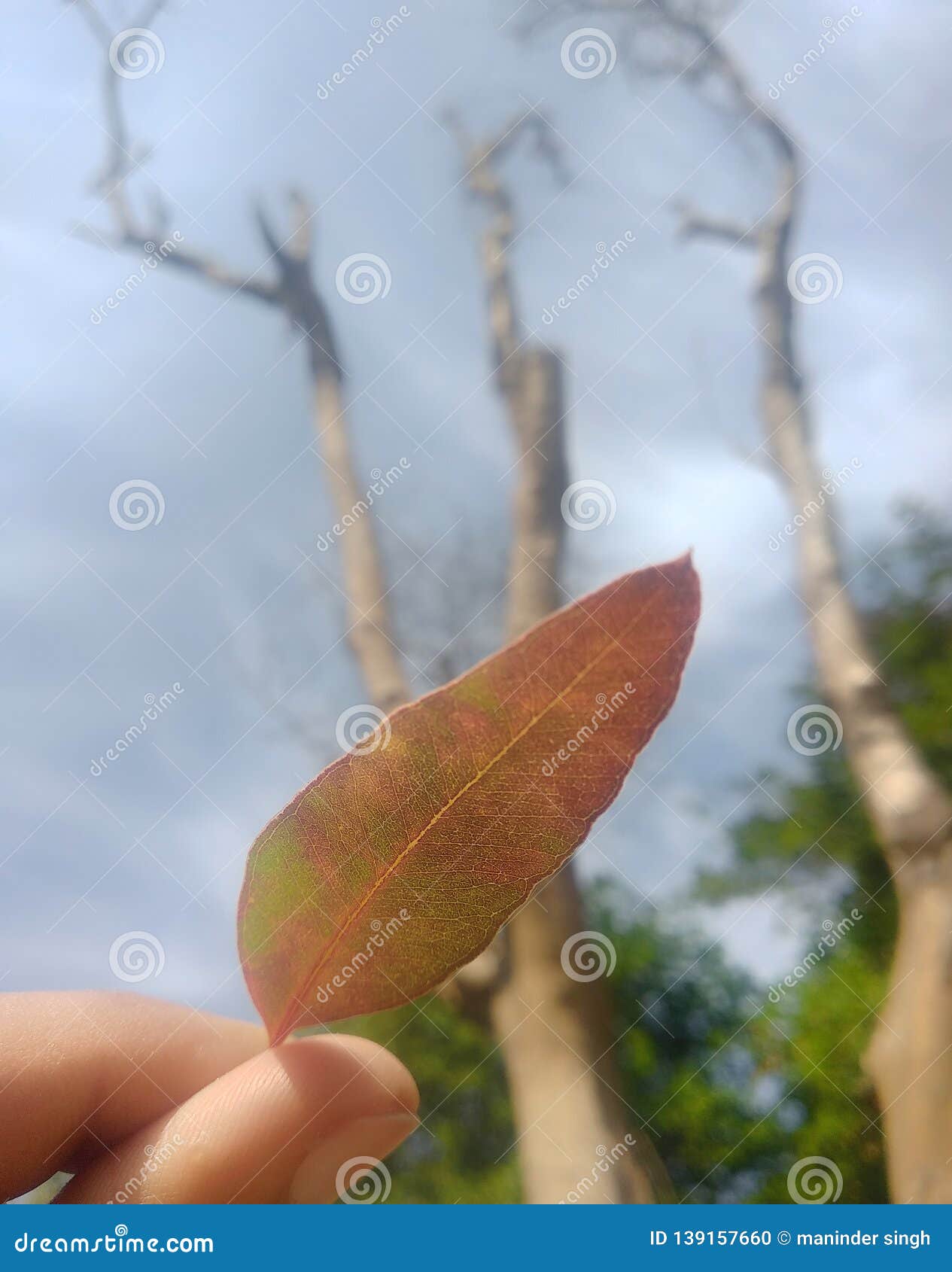 Leaf1season stock photo. Image of leaf, feeling, treeleaf - 139157660