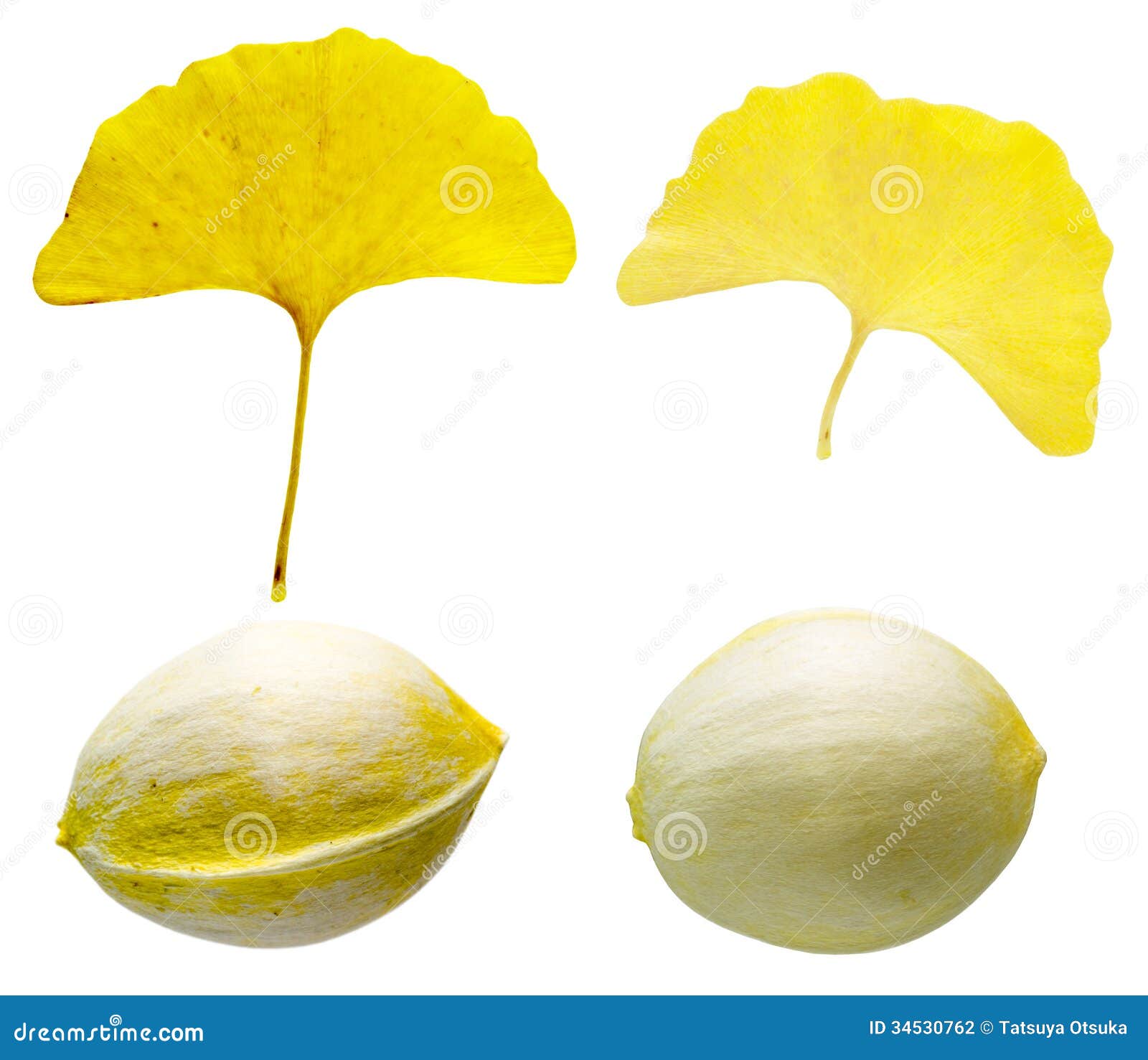 The Leaf and Seed of Ginkgo Stock Photo - Image of ginkgo, seed: 34530762