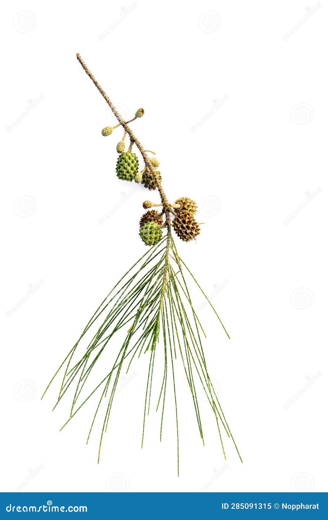 Leaf and Seeds of Coniferous on White Background Stock Image - Image of ...