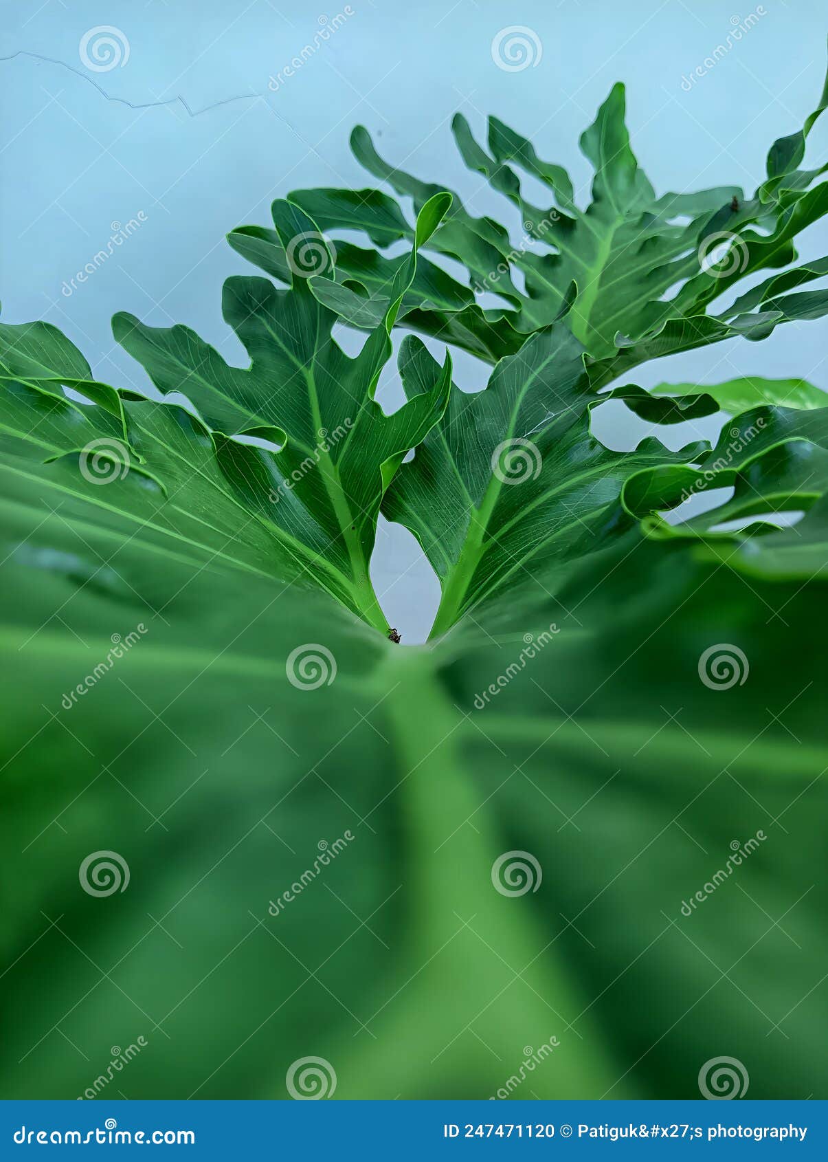 A Leaf of a Serrated Philo Plant that is Taken Vertically Stock Photo ...