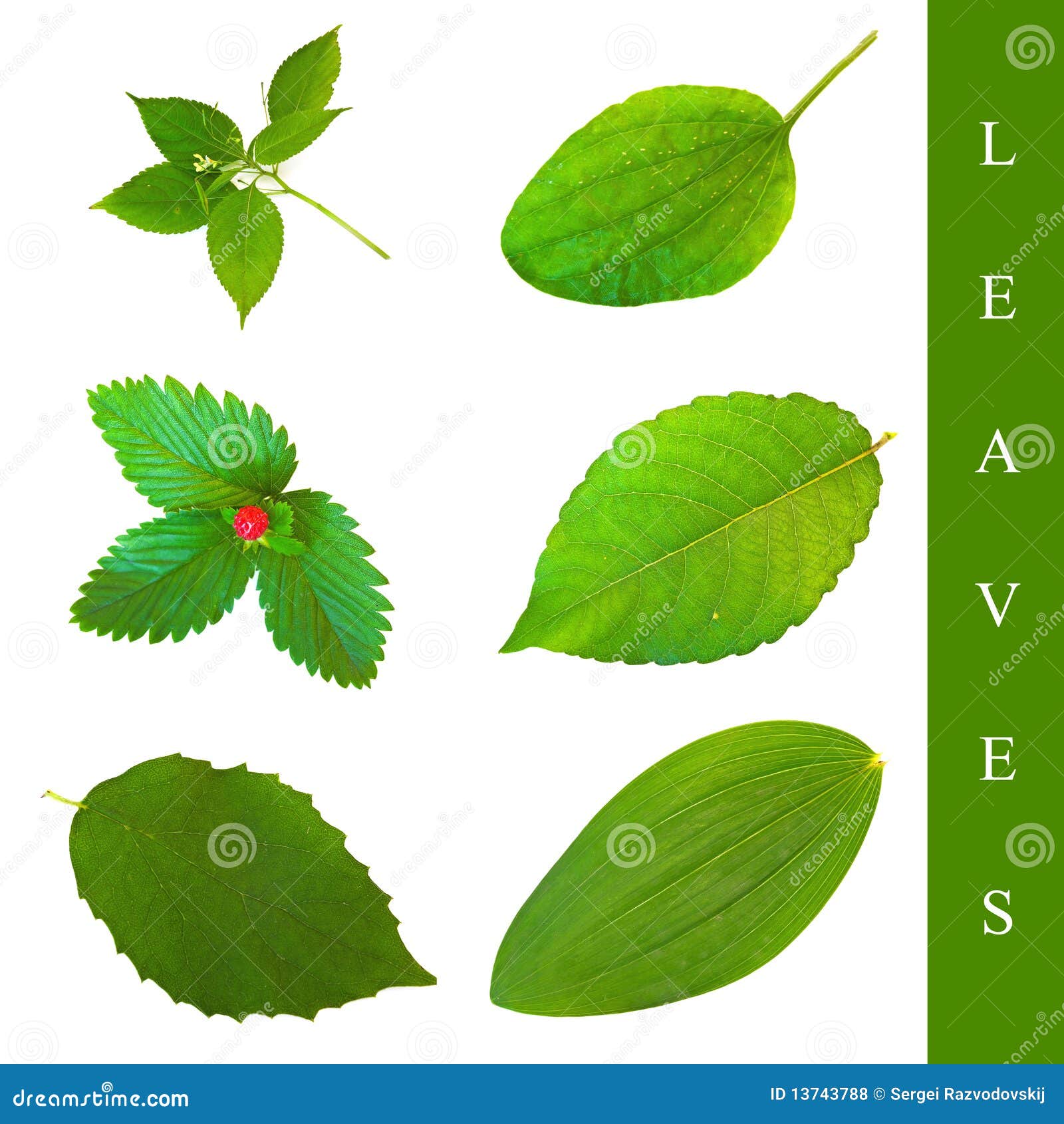 Leaf set stock photo. Image of herbary, plant, botanise - 13743788