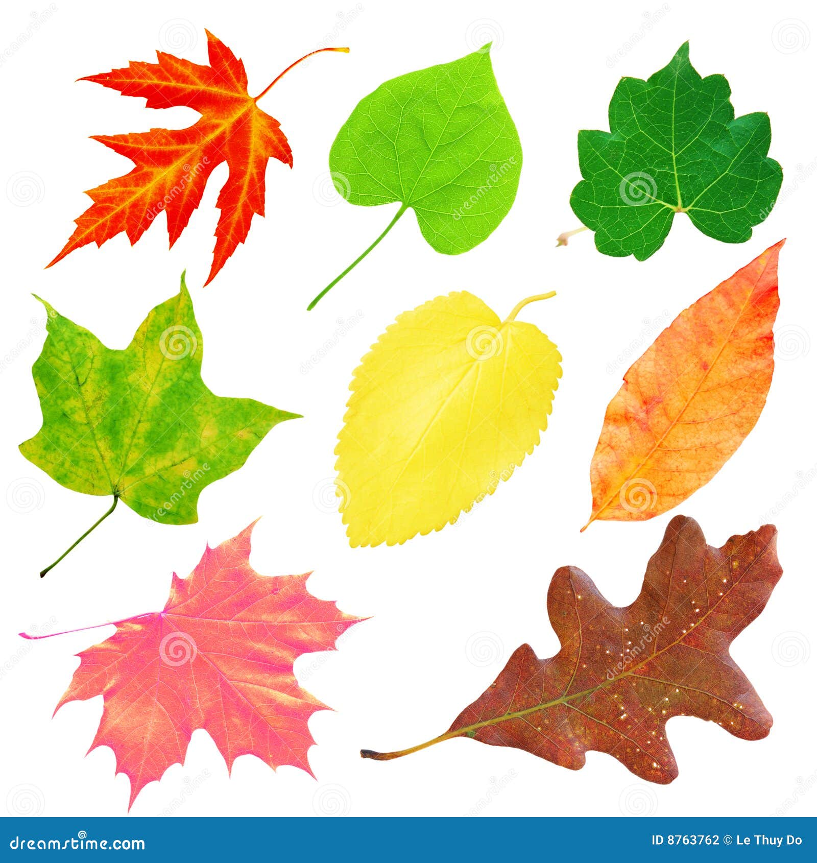 Leaf Set stock photo. Image of environment, season, colorful - 8763762