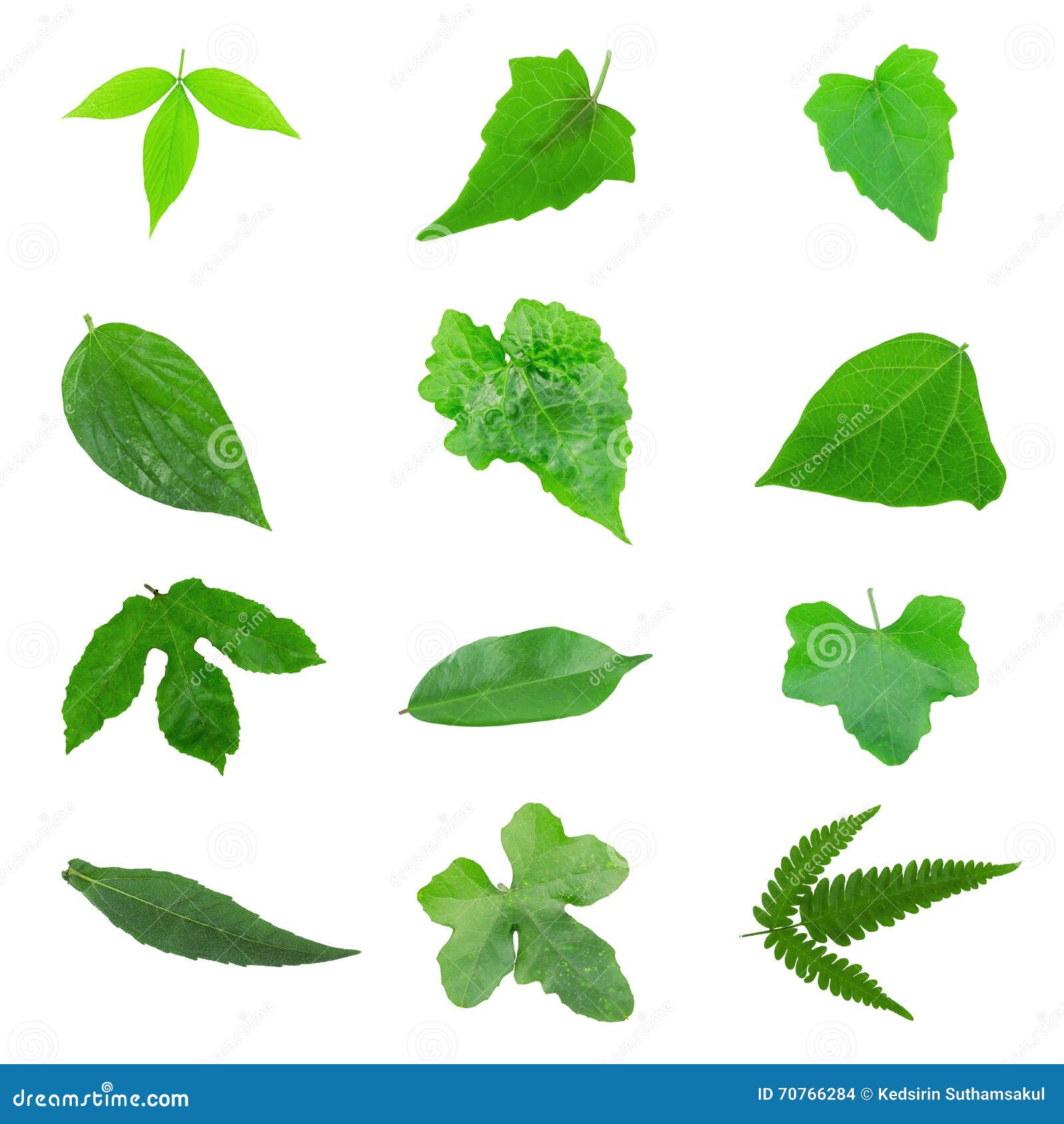 Leaf set isolated on white stock photo. Image of leaf - 70766284