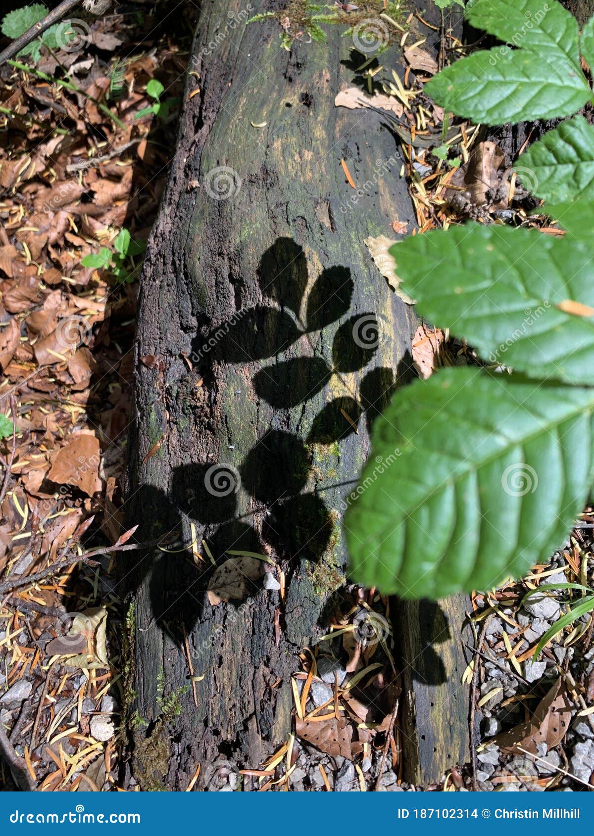 Shadow of a Tree with Leaves Stock Photo - Image of texture, woods ...