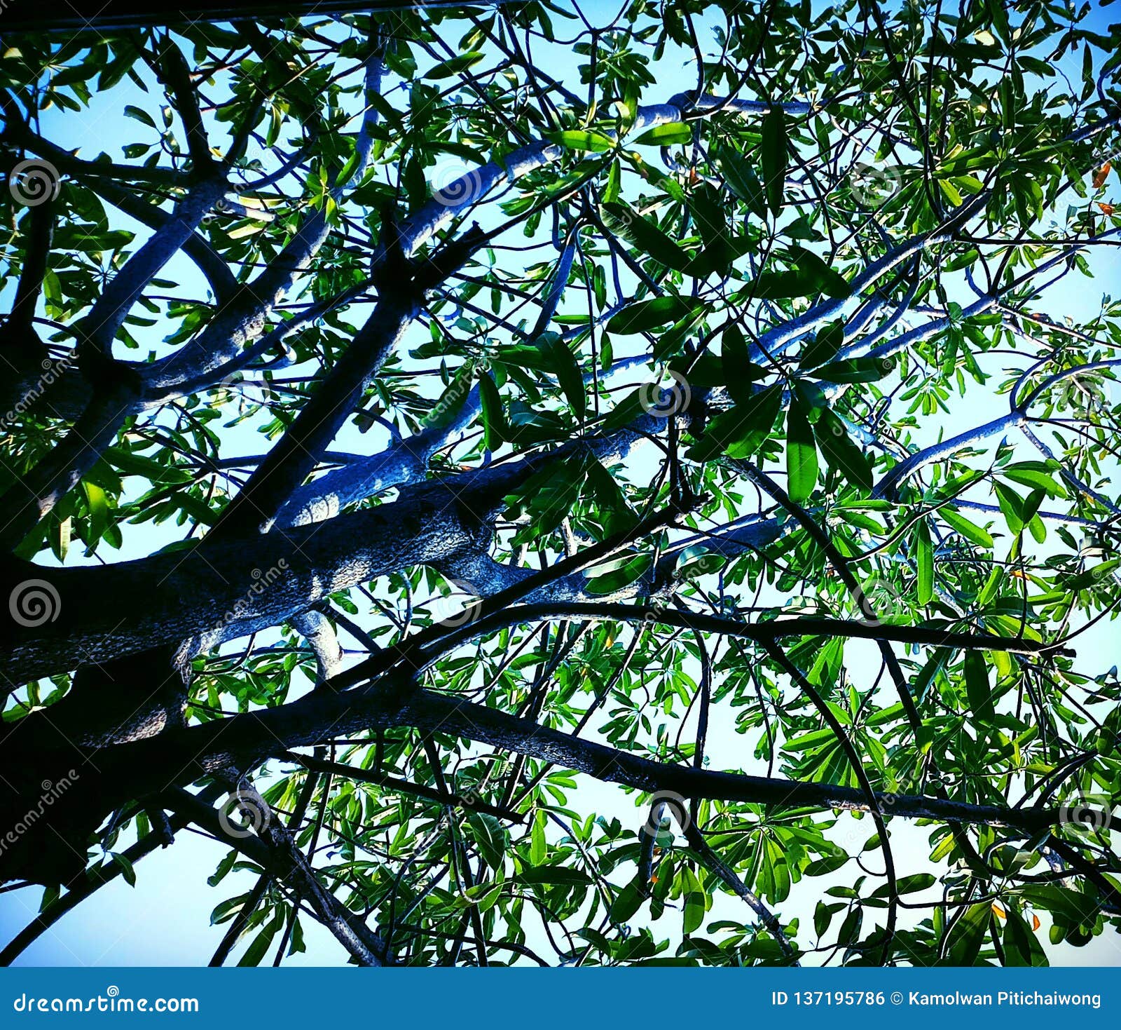 Leaf shadow stock photo. Image of natural, tree, leaf - 137195786