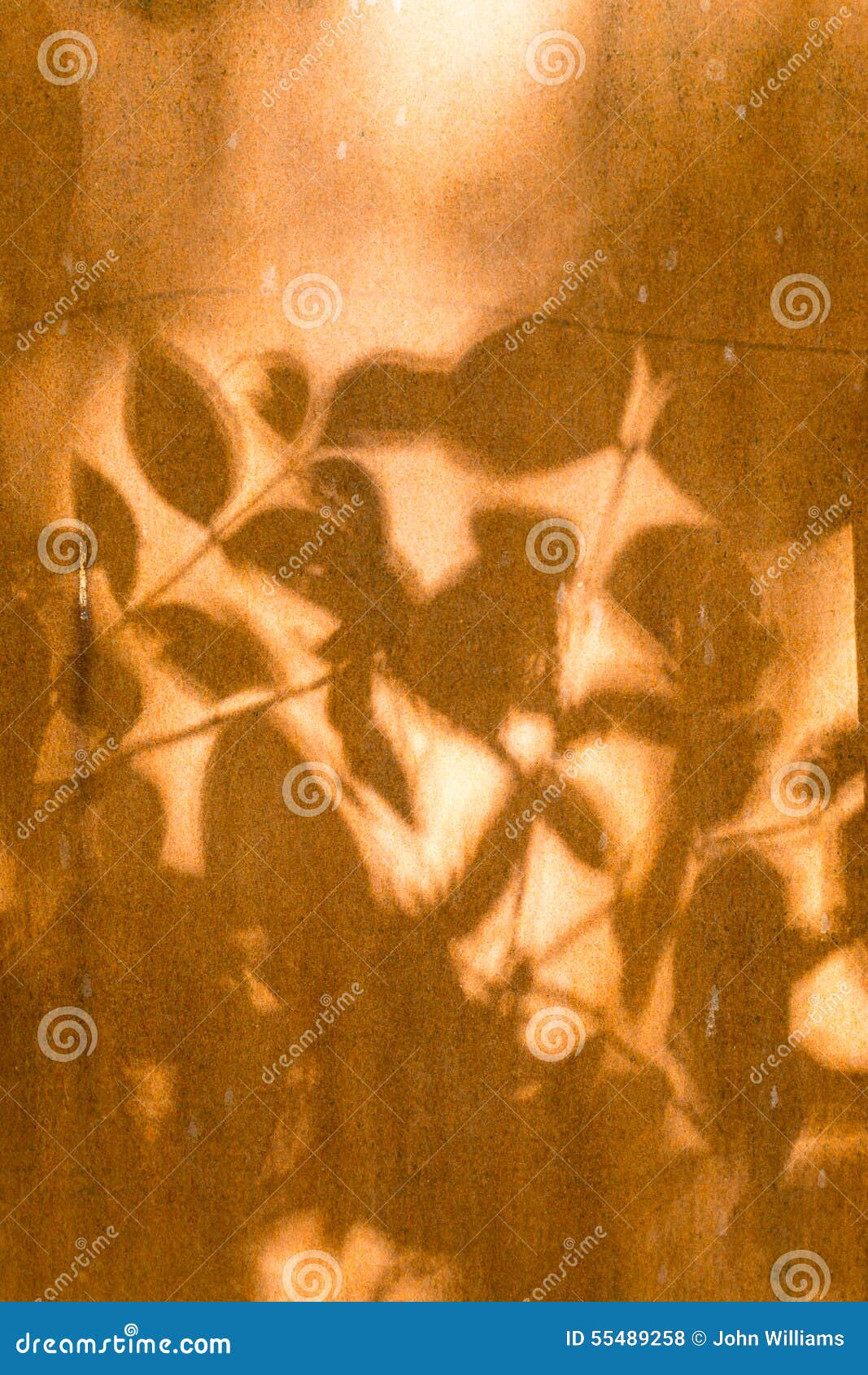 Leaf Shadow on Metal stock photo. Image of wall, tree - 55489258