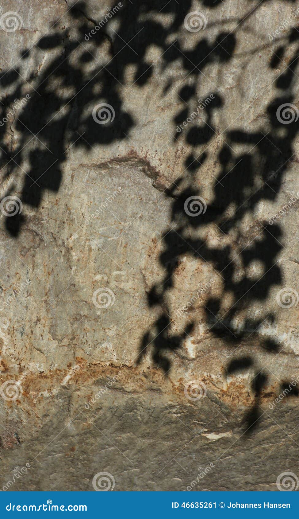 Leaf Shadows stock image. Image of twig, shot, shadow - 46635261