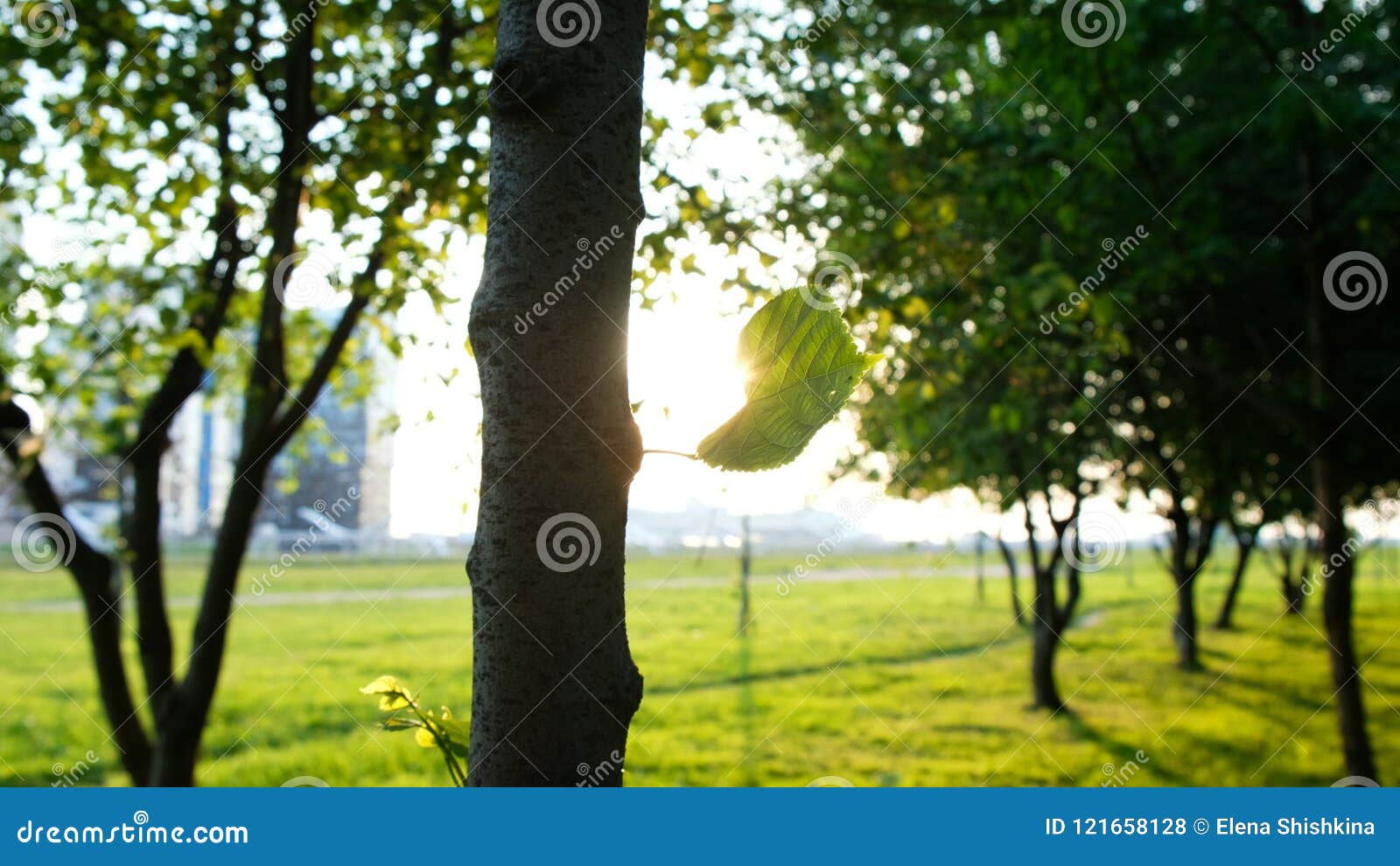 Leaf is Shaking in the Wind in the Rays of the Sun at Sunset. Lonely ...