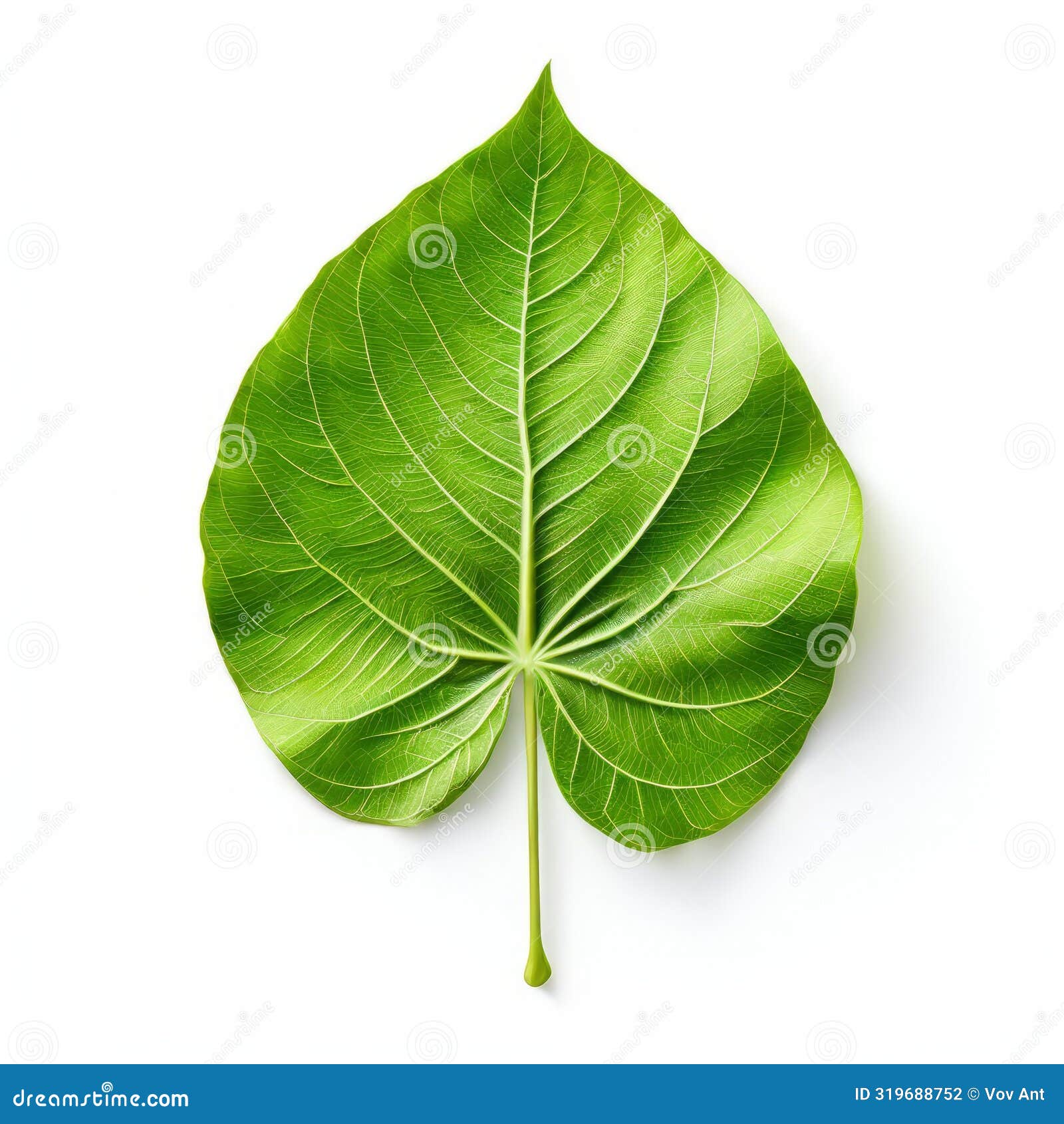 Leaf a Shape Resembling a Plant Leaf with Pointed Tips and Curv Stock ...