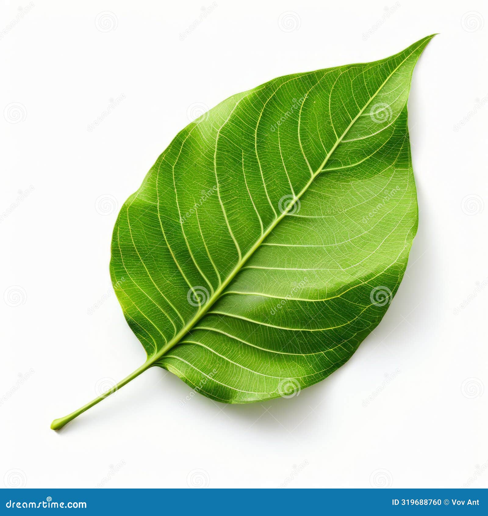 Leaf a Shape Resembling a Plant Leaf with Pointed Tips and Curv Stock ...