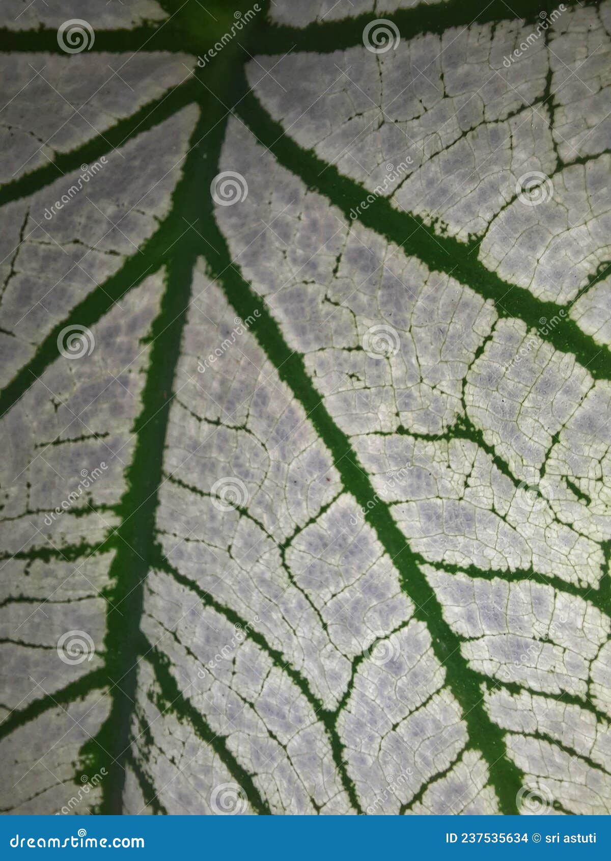 Leaf shape and texture stock photo. Image of circle - 237535634