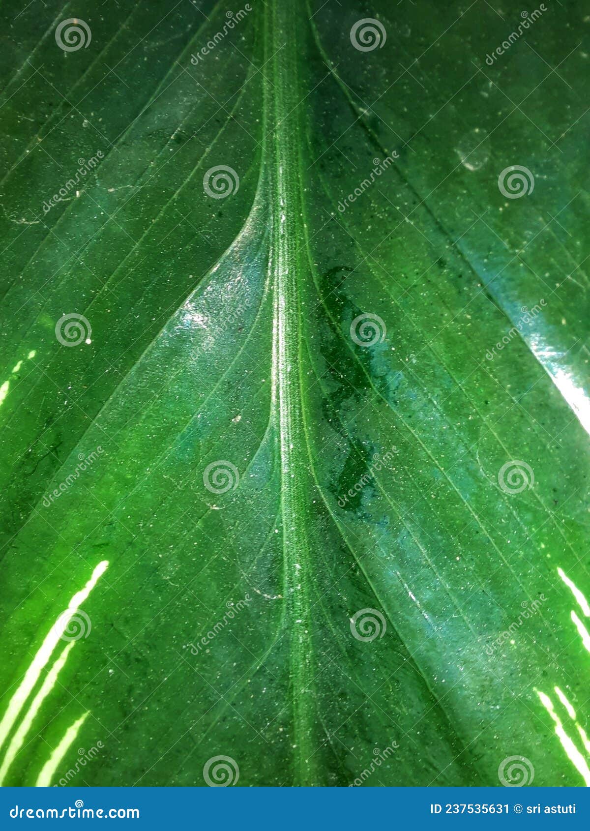 Leaf shape and texture stock image. Image of autumn - 237535631