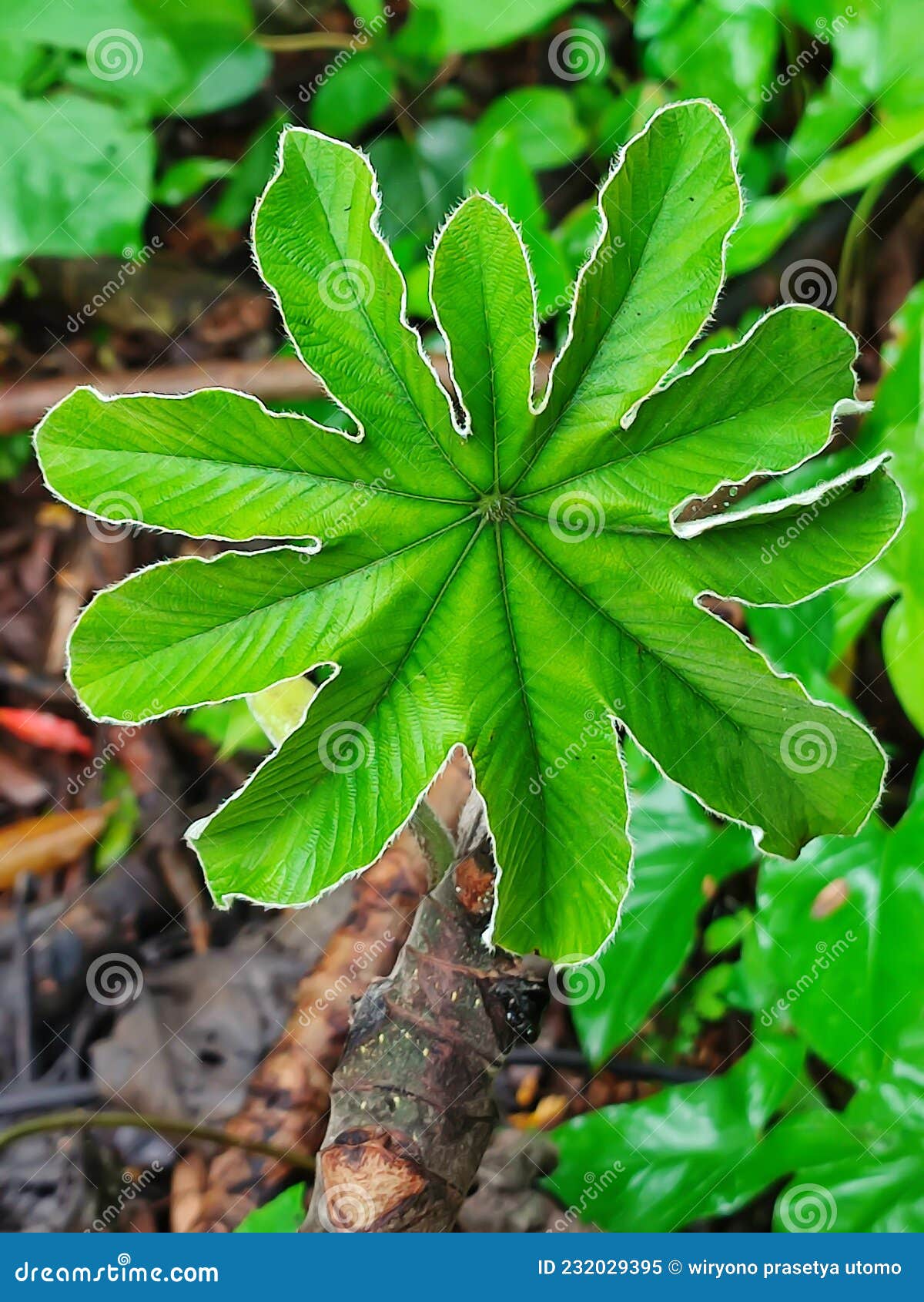 The Leaf Shape of a Tree is Like a Star Stock Image - Image of green ...