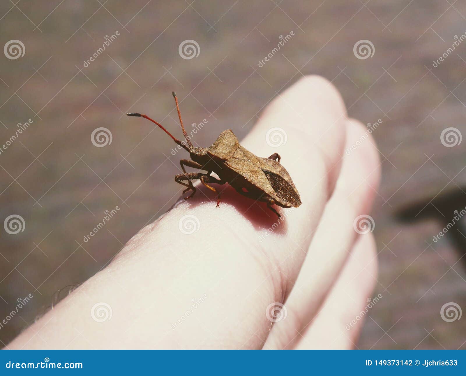 Leaf Shaped Bug Resting on Human Fingers. Insect on Hand. Stock Photo ...